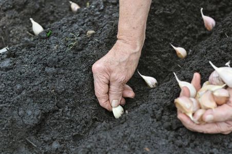 How to Regrow Garlic : 10 Steps - Instructables