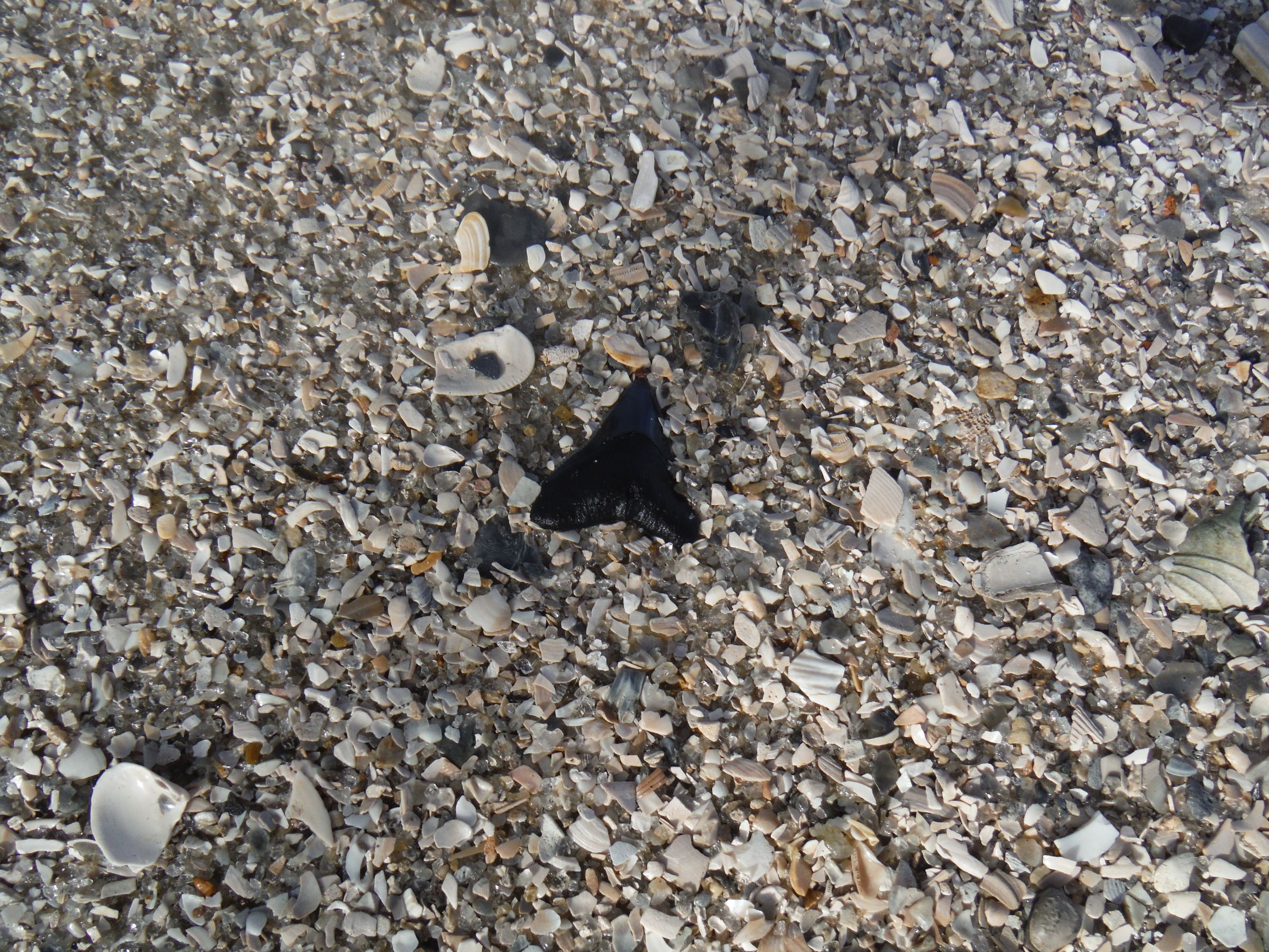 How to Find Shark Teeth : 10 Steps (with Pictures) - Instructables