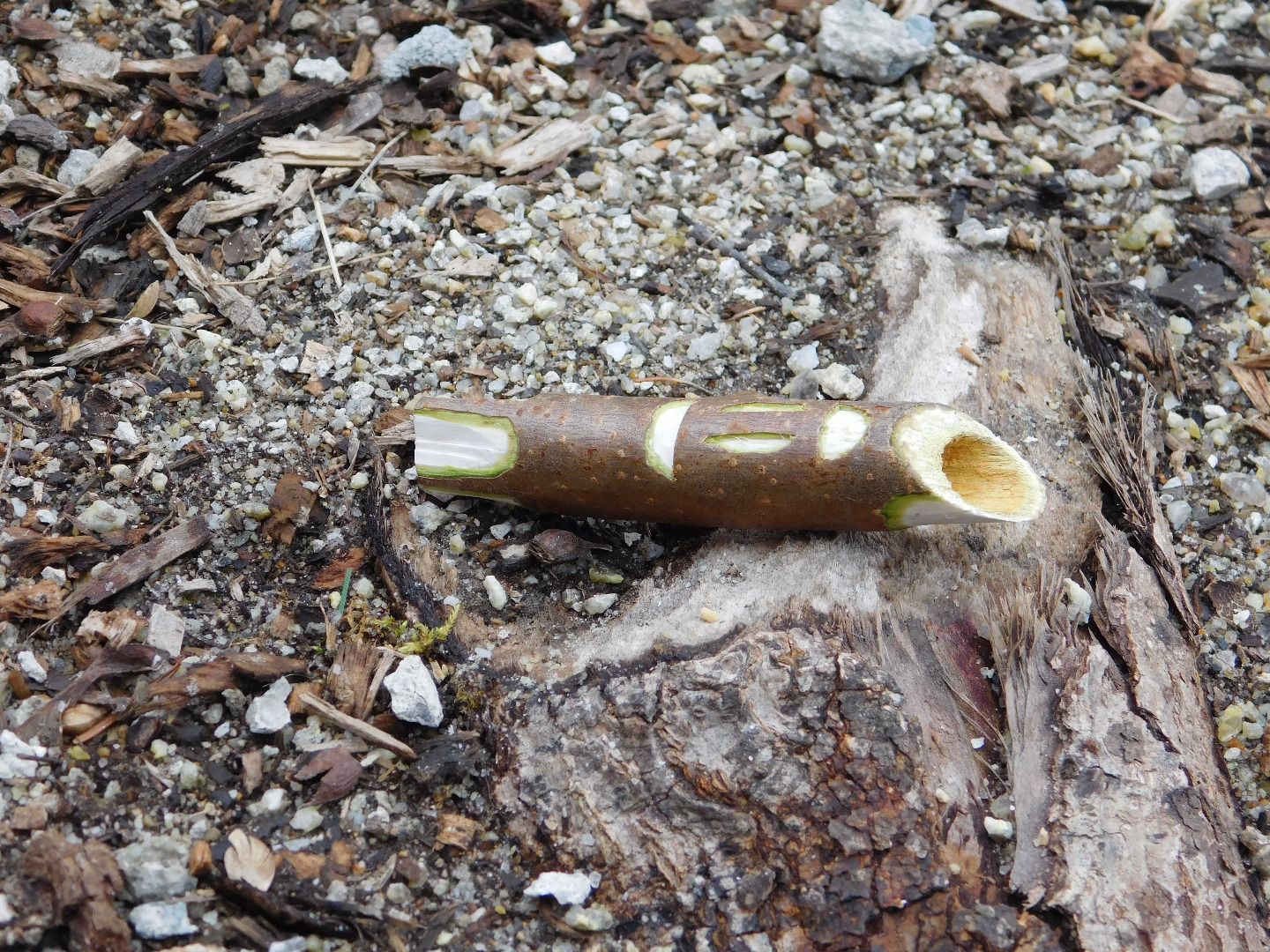 How to Make a Spile(for Collecting Sap) : 6 Steps (with Pictures ...