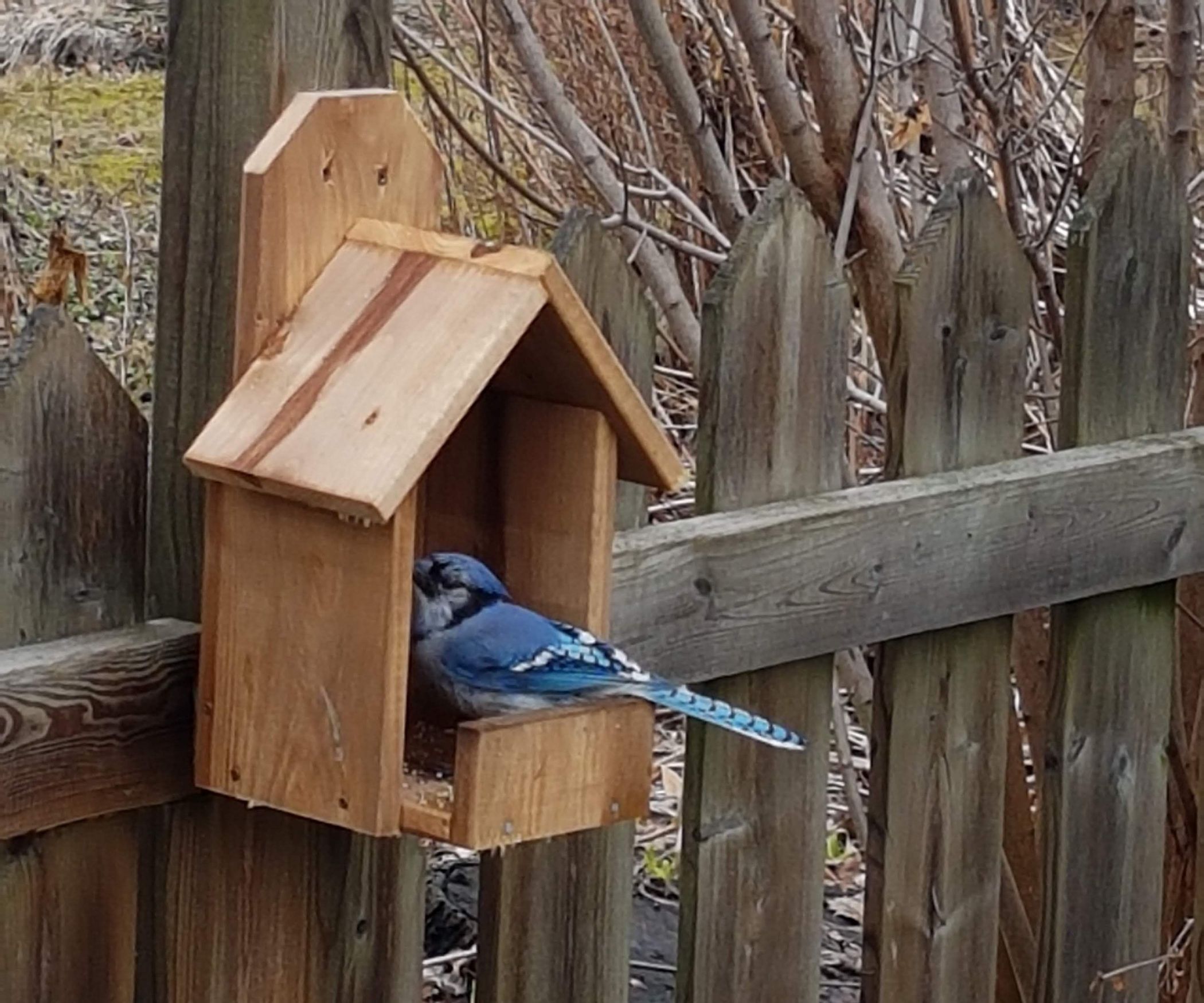 One Board Birdhouse/Feeder : 5 Steps (with Pictures) - Instructables