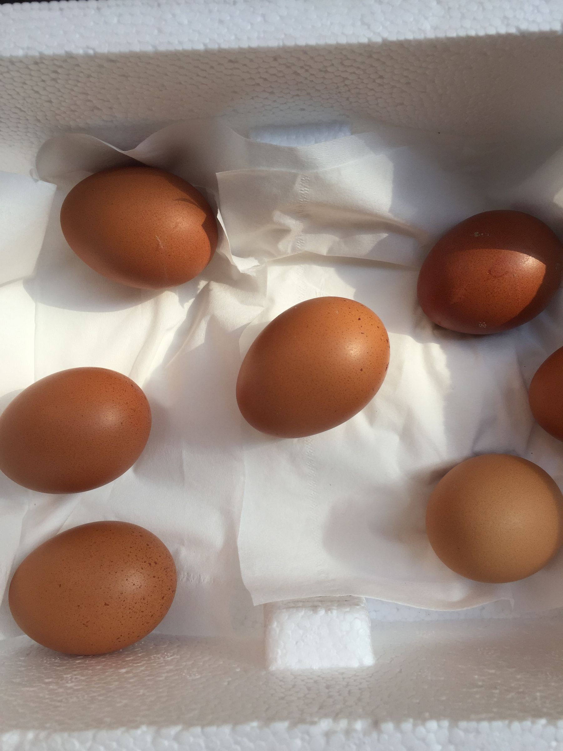 DIY Styrofoam Egg Incubator : 5 Steps - Instructables