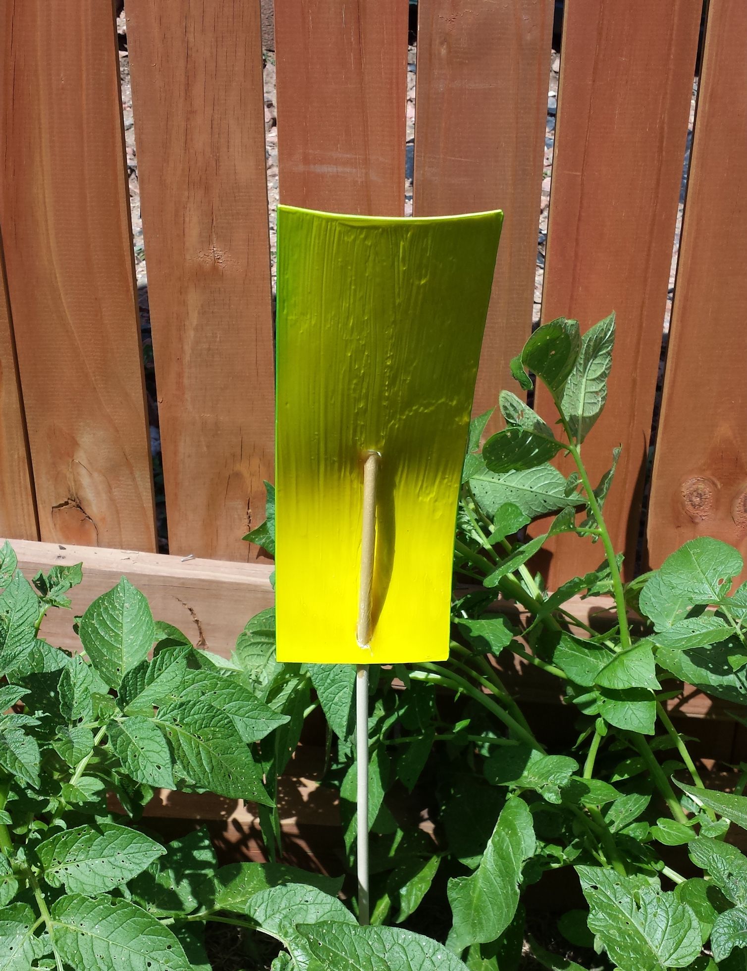 Home-made Insect Sticky Traps! : 4 Steps (with Pictures) - Instructables