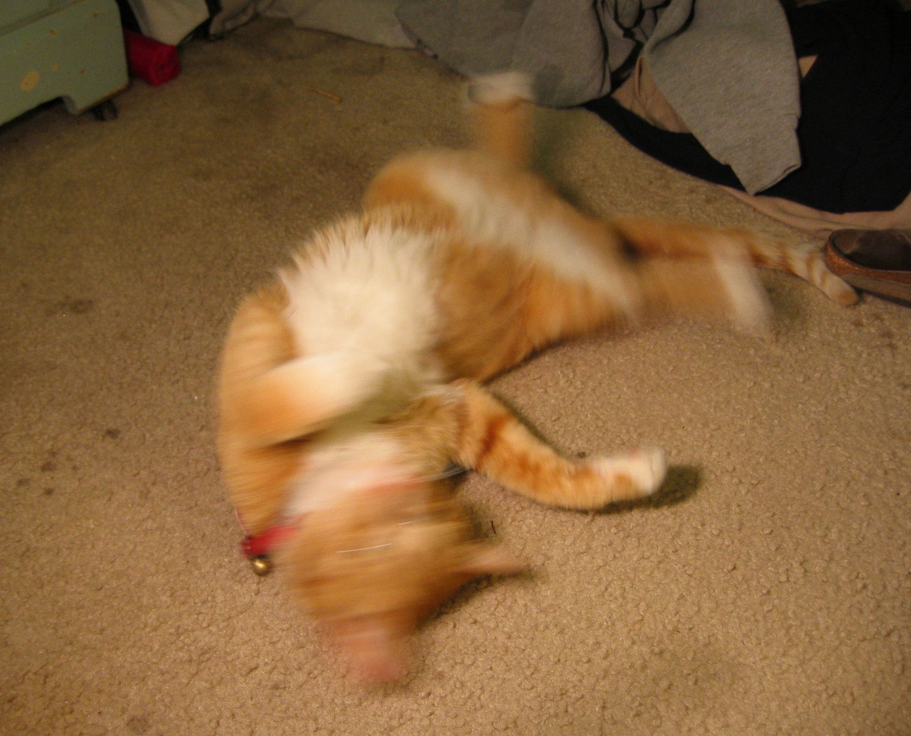 DIY Kitty Crack: Ultra-potent Catnip Extract : 17 Steps (with Pictures ...