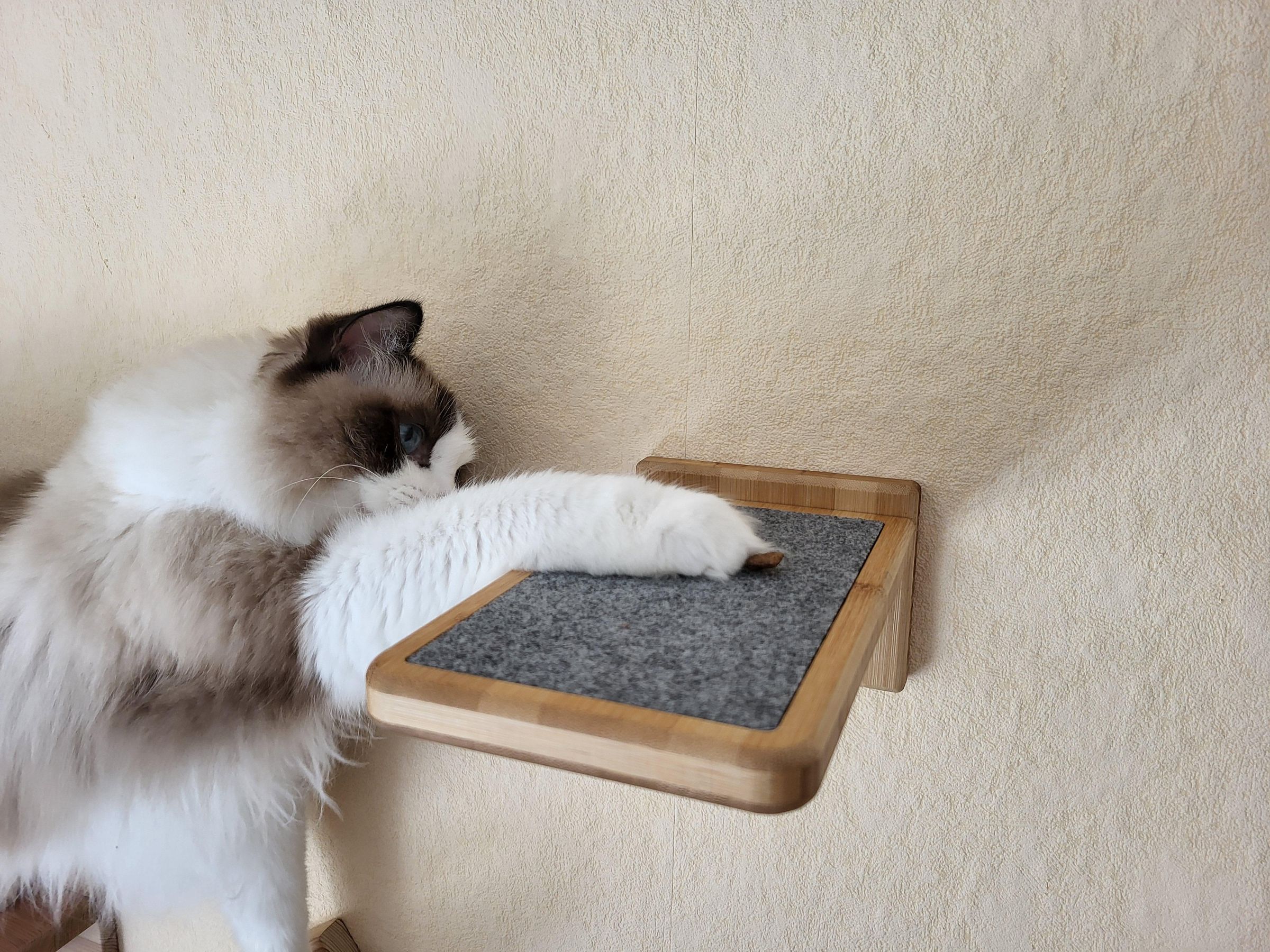 Cat Step : 9 Steps (with Pictures) - Instructables