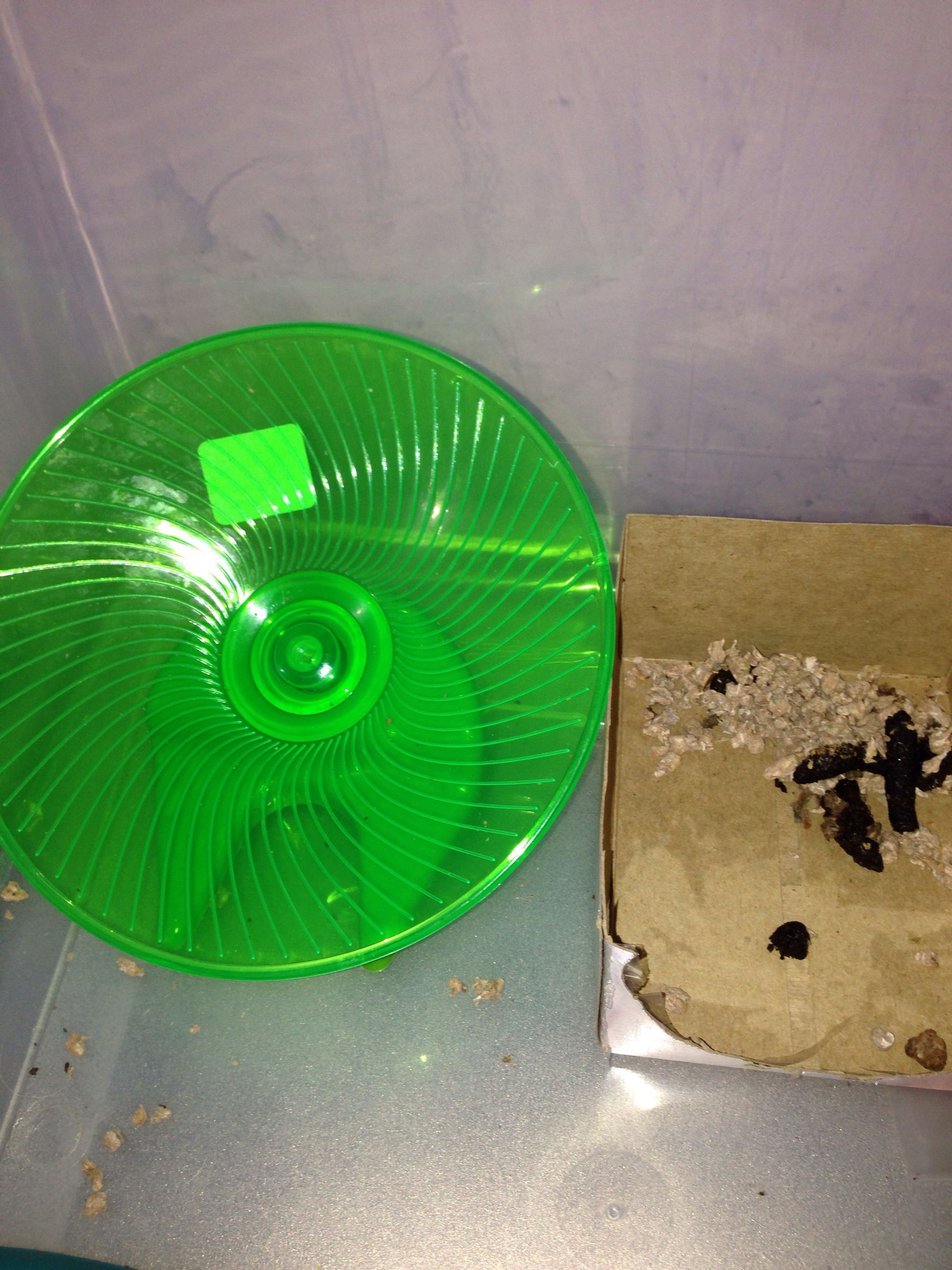 How To: Litter Box Train Your Hedgehog : 6 Steps (with Pictures ...