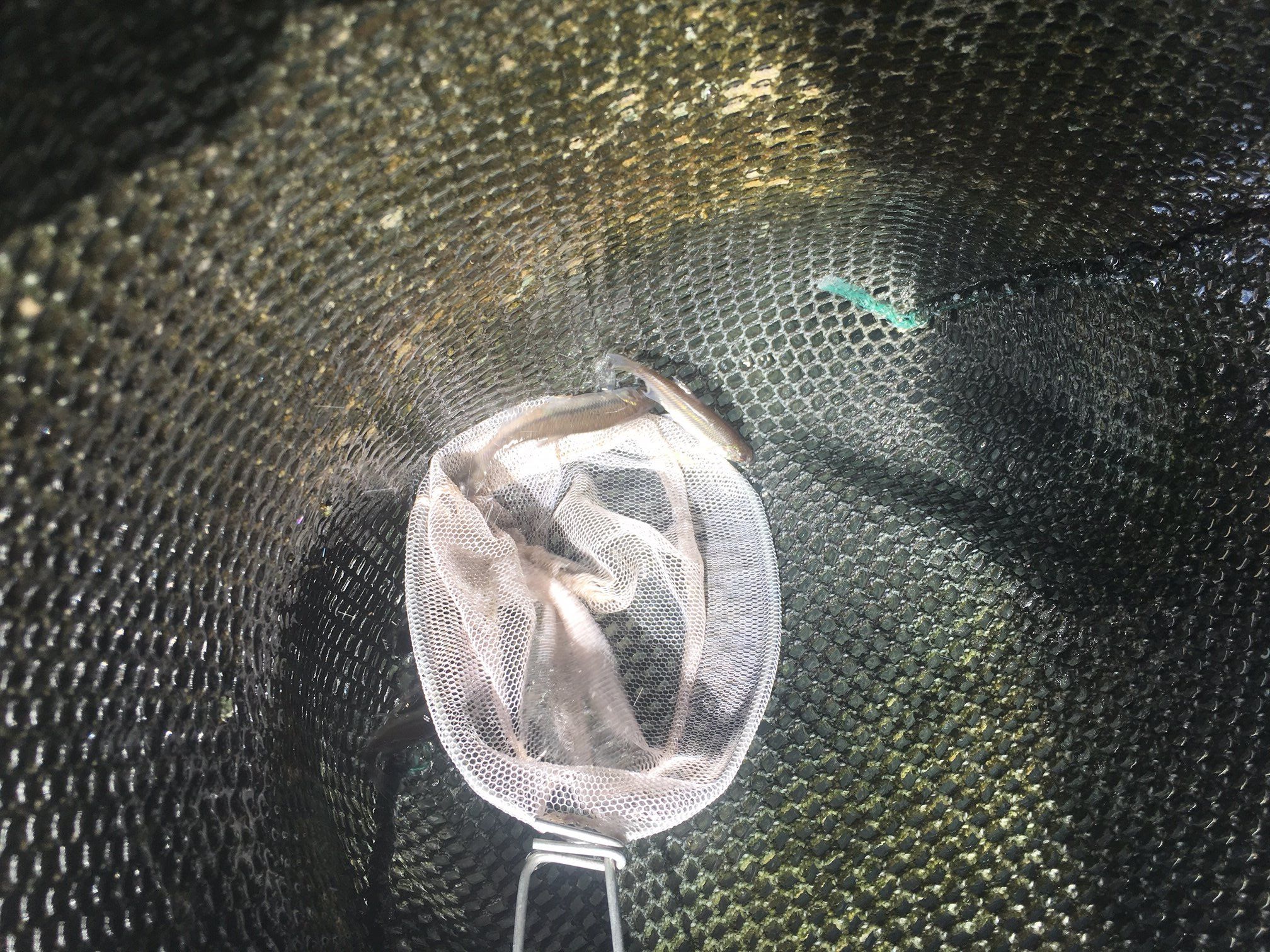 How to Properly Clean Minnow Tanks : 10 Steps (with Pictures ...