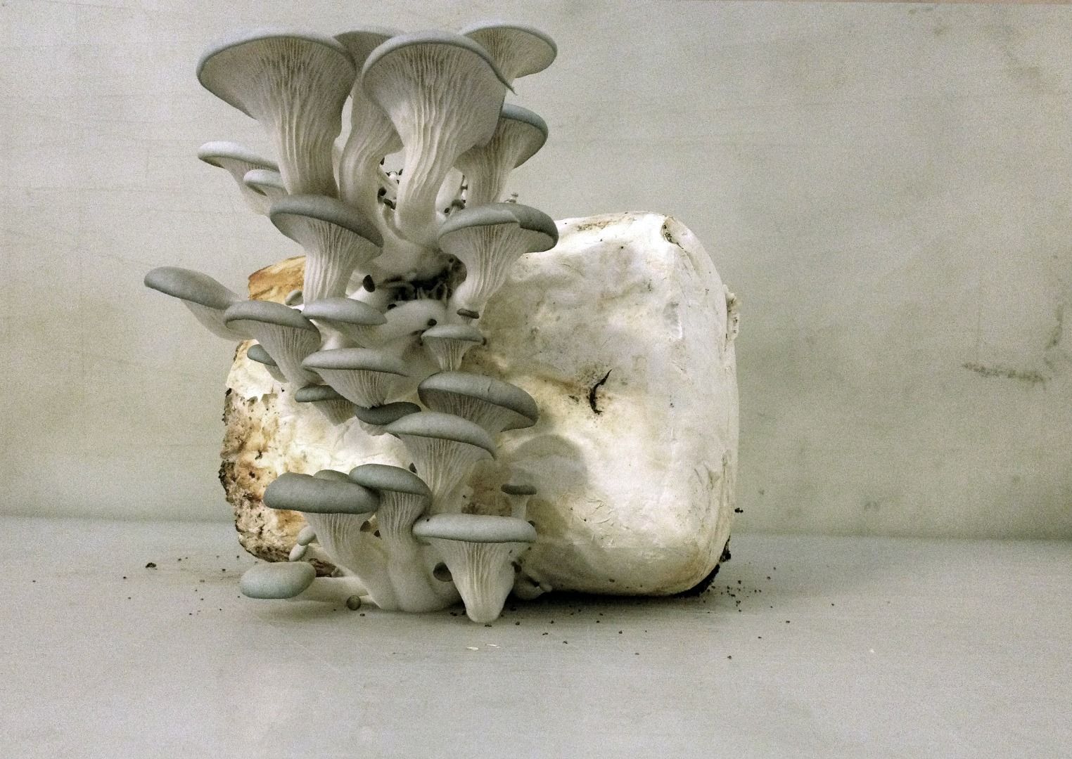 Grow Architectural Models With Mushrooms : 10 Steps (with Pictures ...