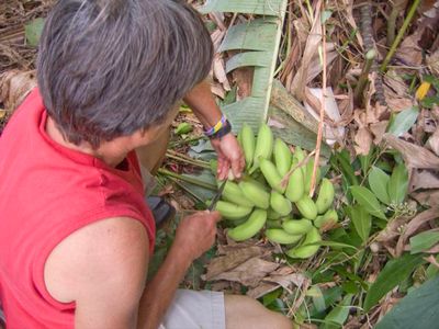 How to Harvest Bananas : 9 Steps (with Pictures) - Instructables