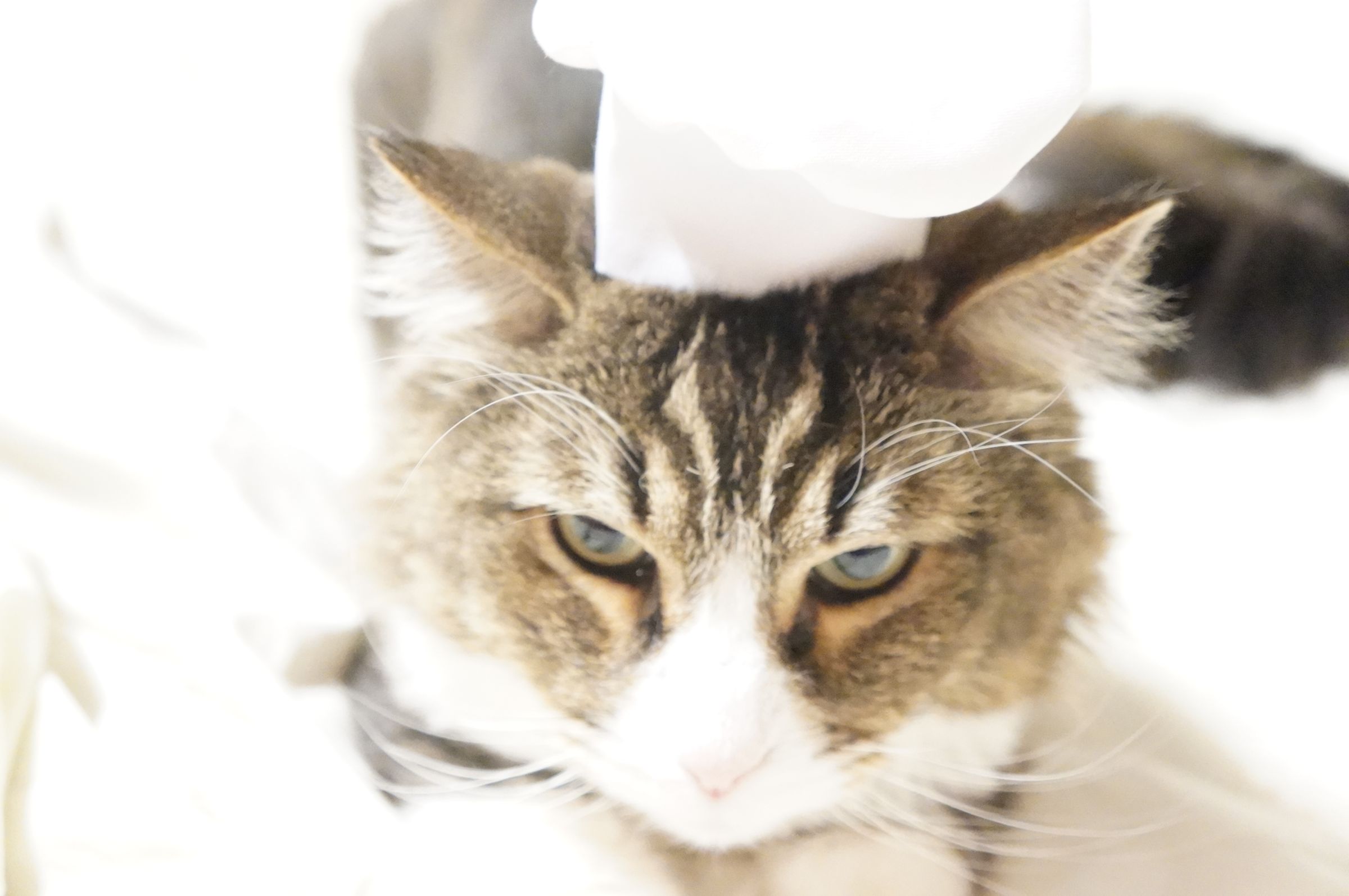 How to Make a Chef Hat Toque Pattern for Large or Small Pets : 12 Steps ...