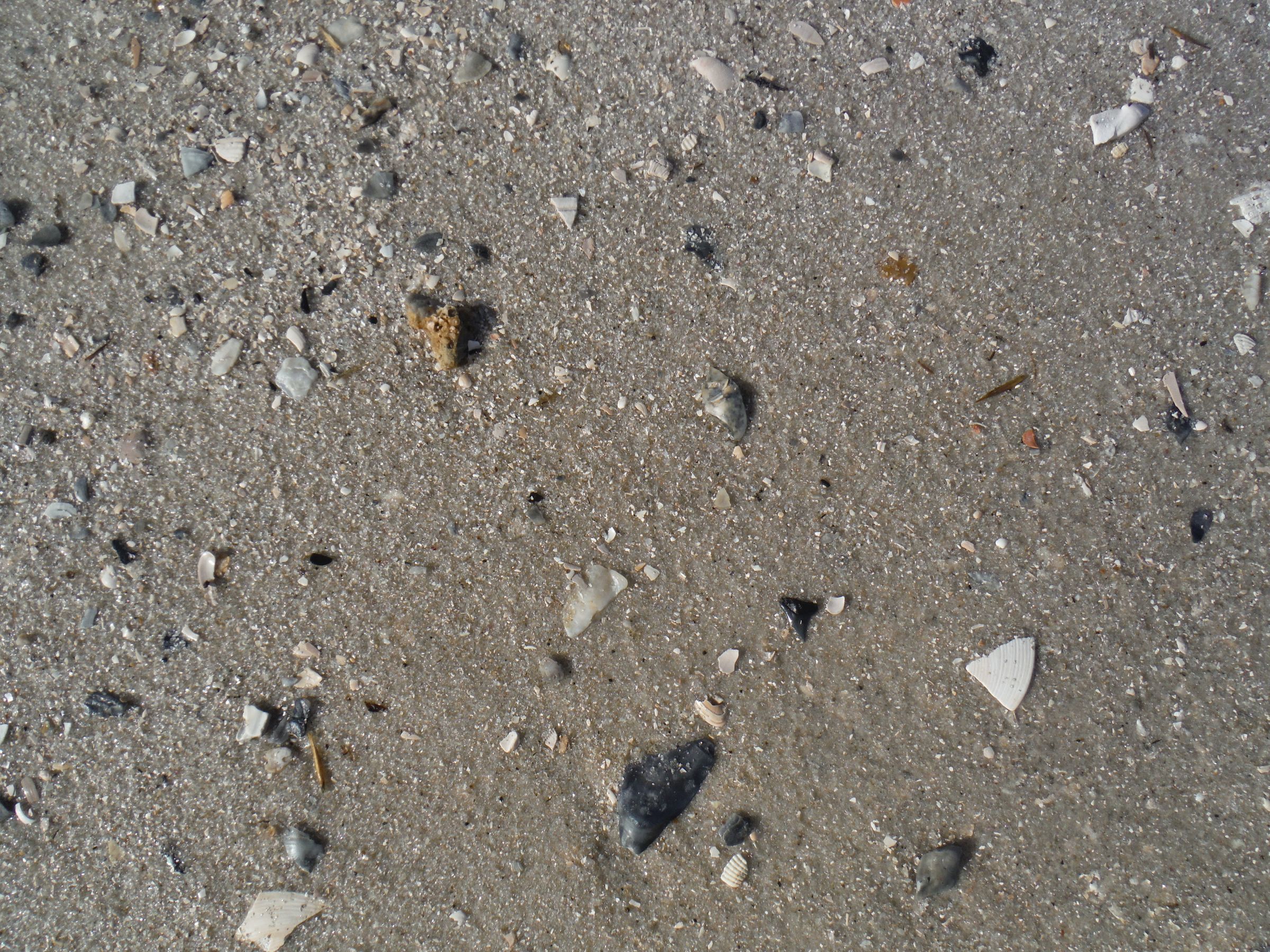 How to Find Shark Teeth : 10 Steps (with Pictures) - Instructables