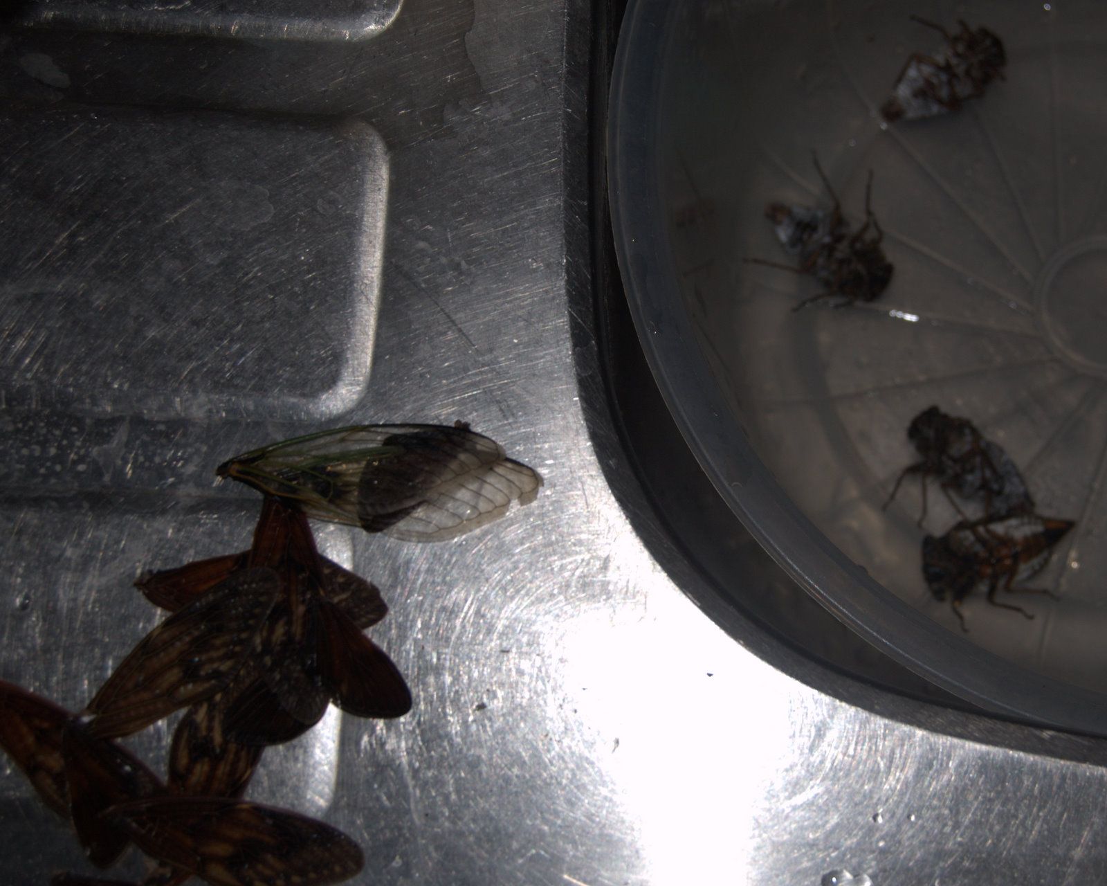 How to Eat Cicada. Get Prepared for Great Famine! : 5 Steps - Instructables