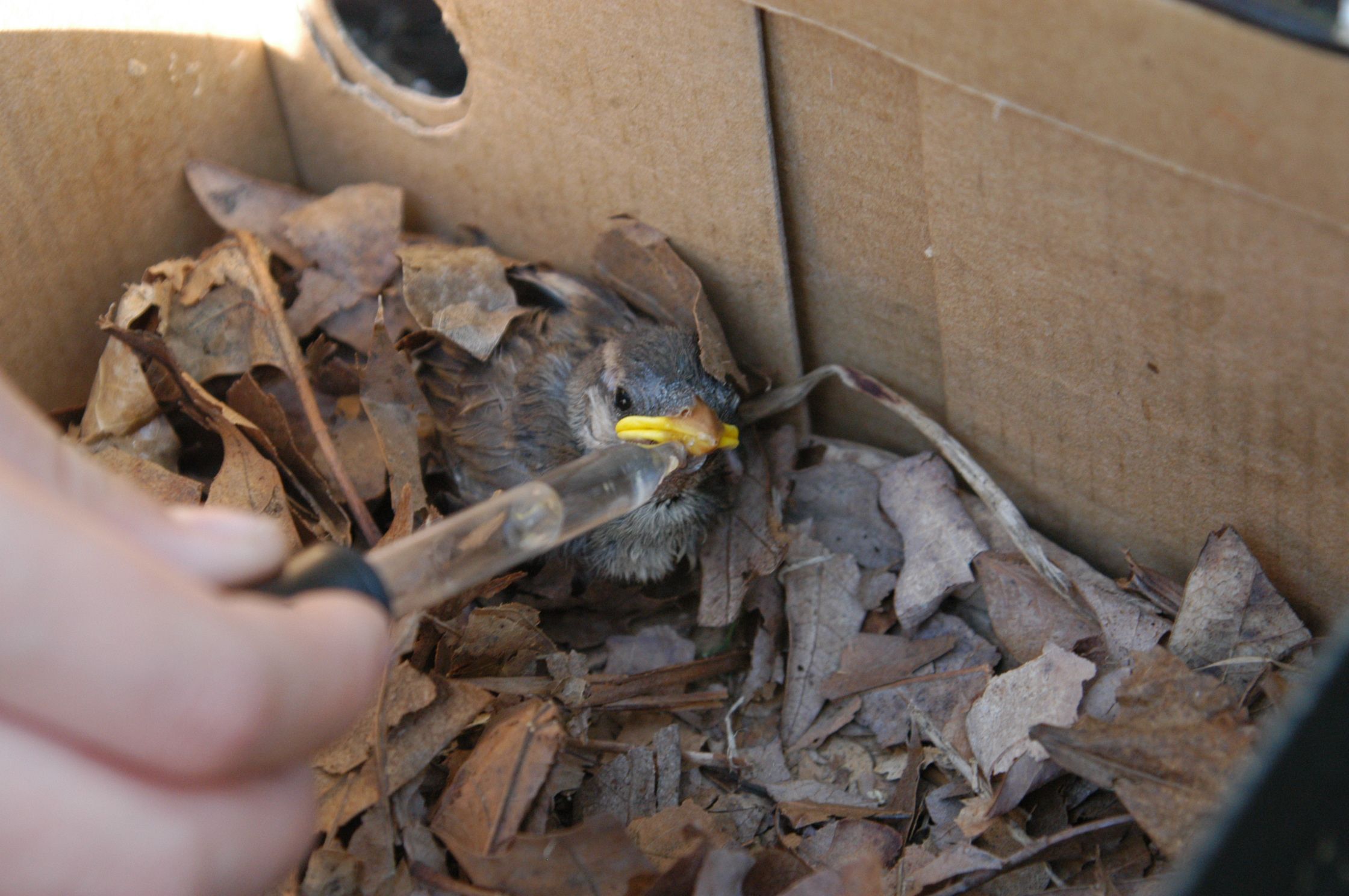 Injured Bird: What to Do - Step by Step - Instructables