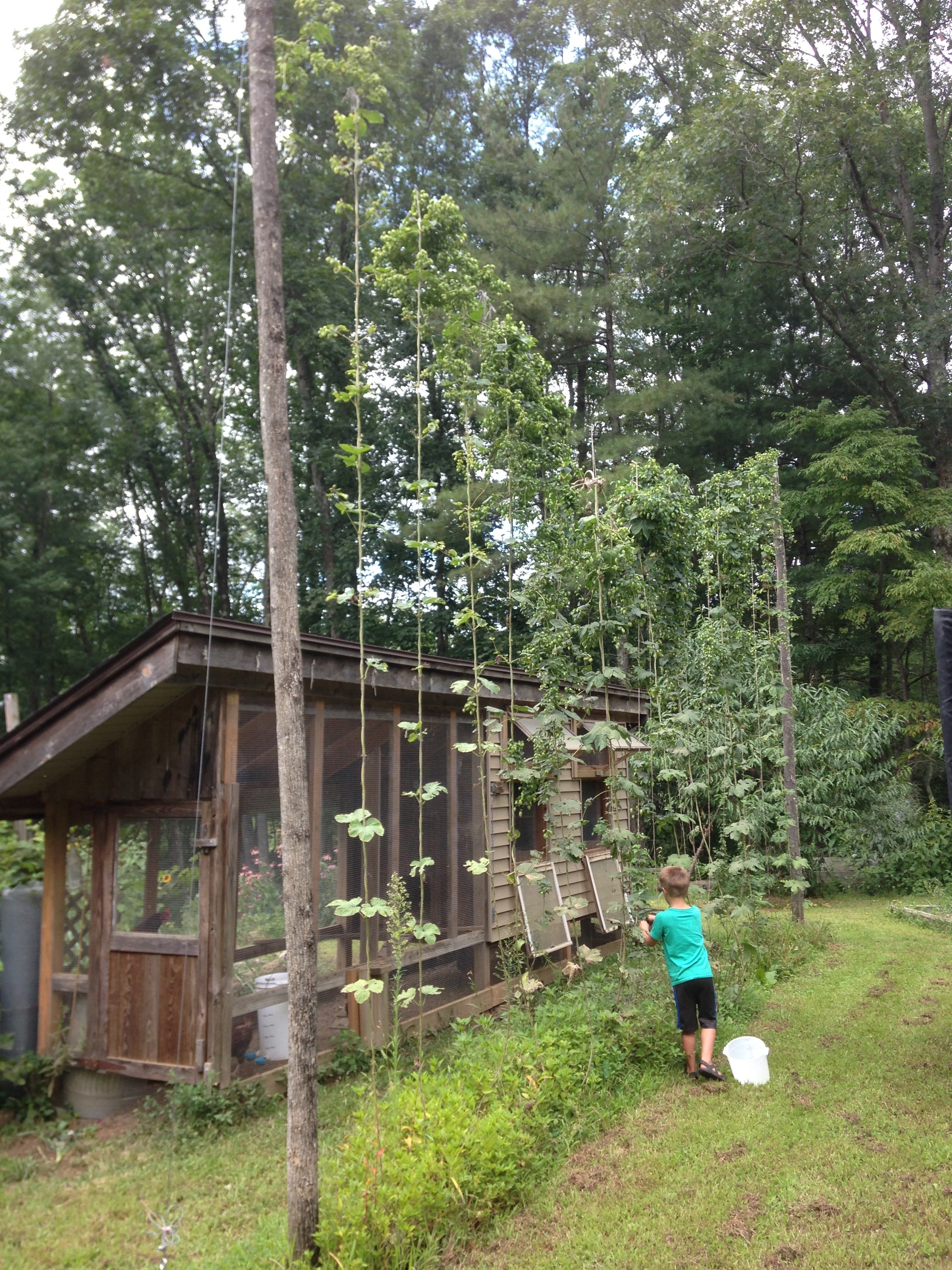 Growing Hops at Home : 9 Steps (with Pictures) - Instructables