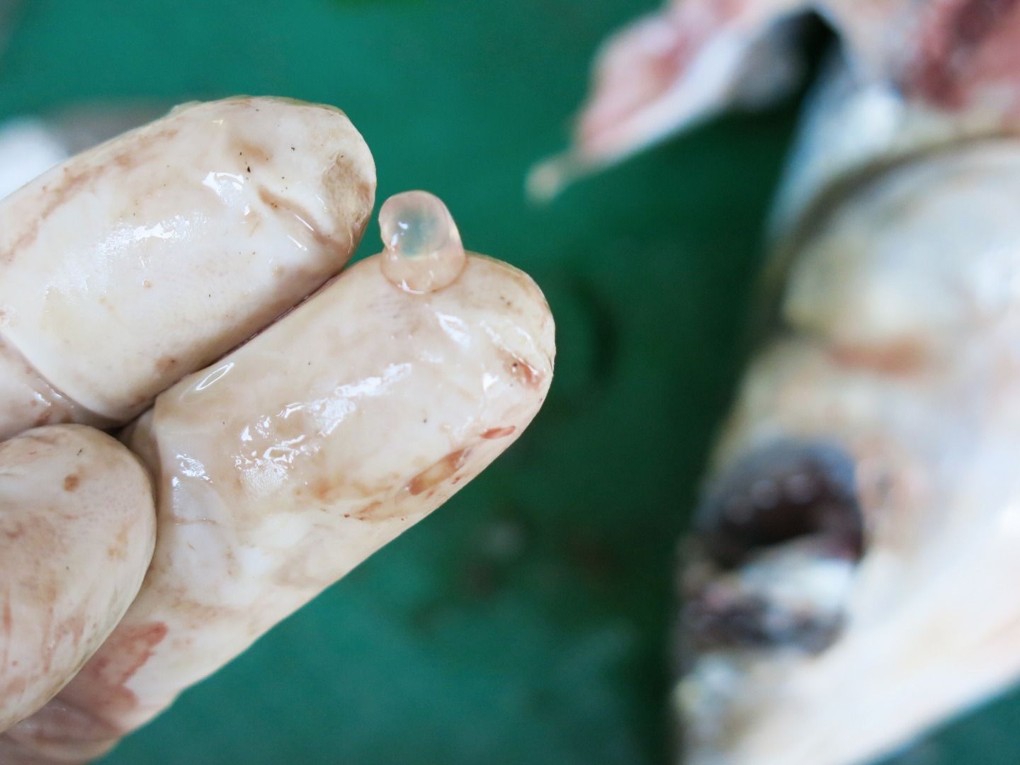 Fish Dissection! : 11 Steps (with Pictures) - Instructables