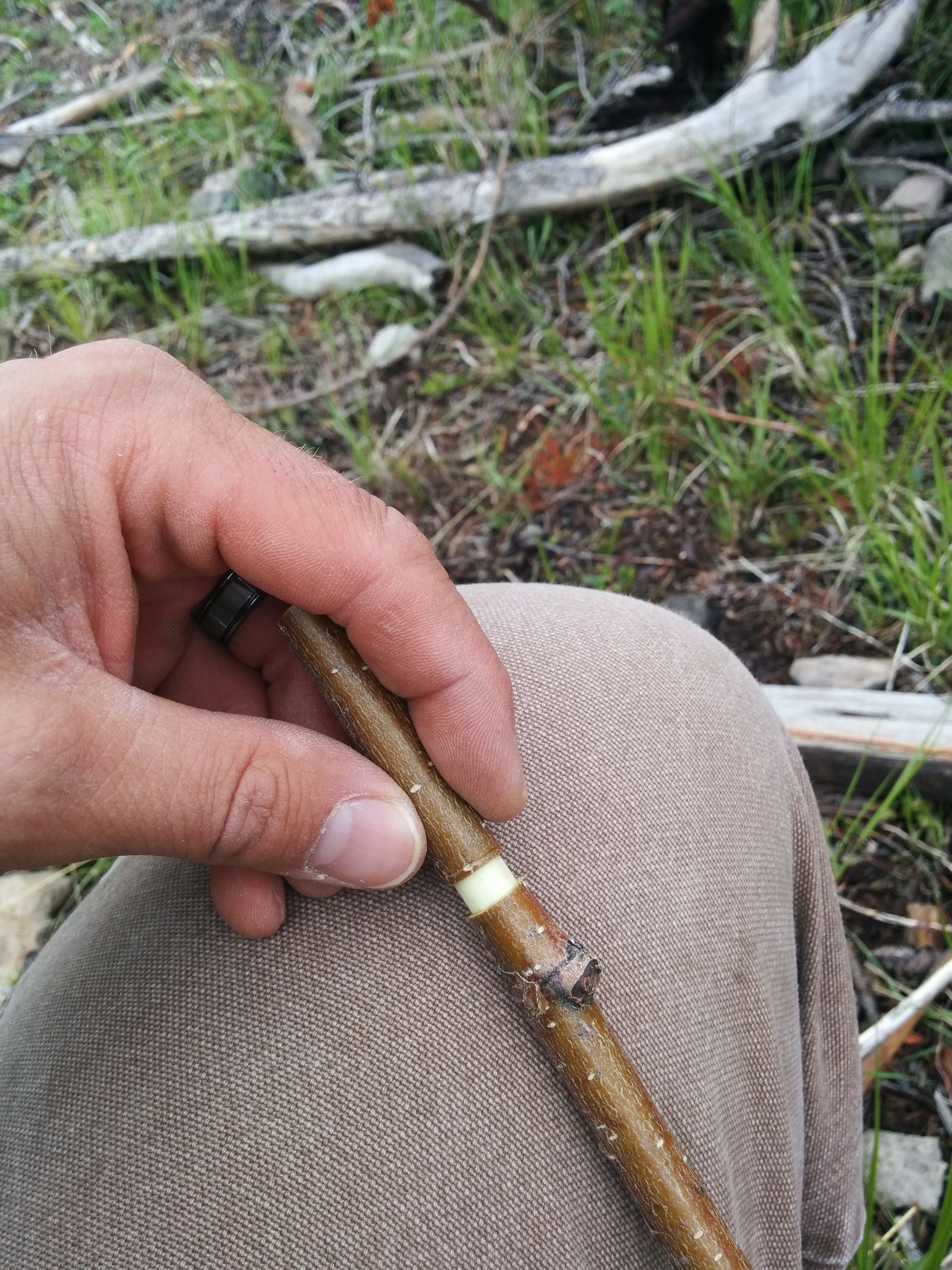 Stick Bark Whistle : 10 Steps (with Pictures) - Instructables