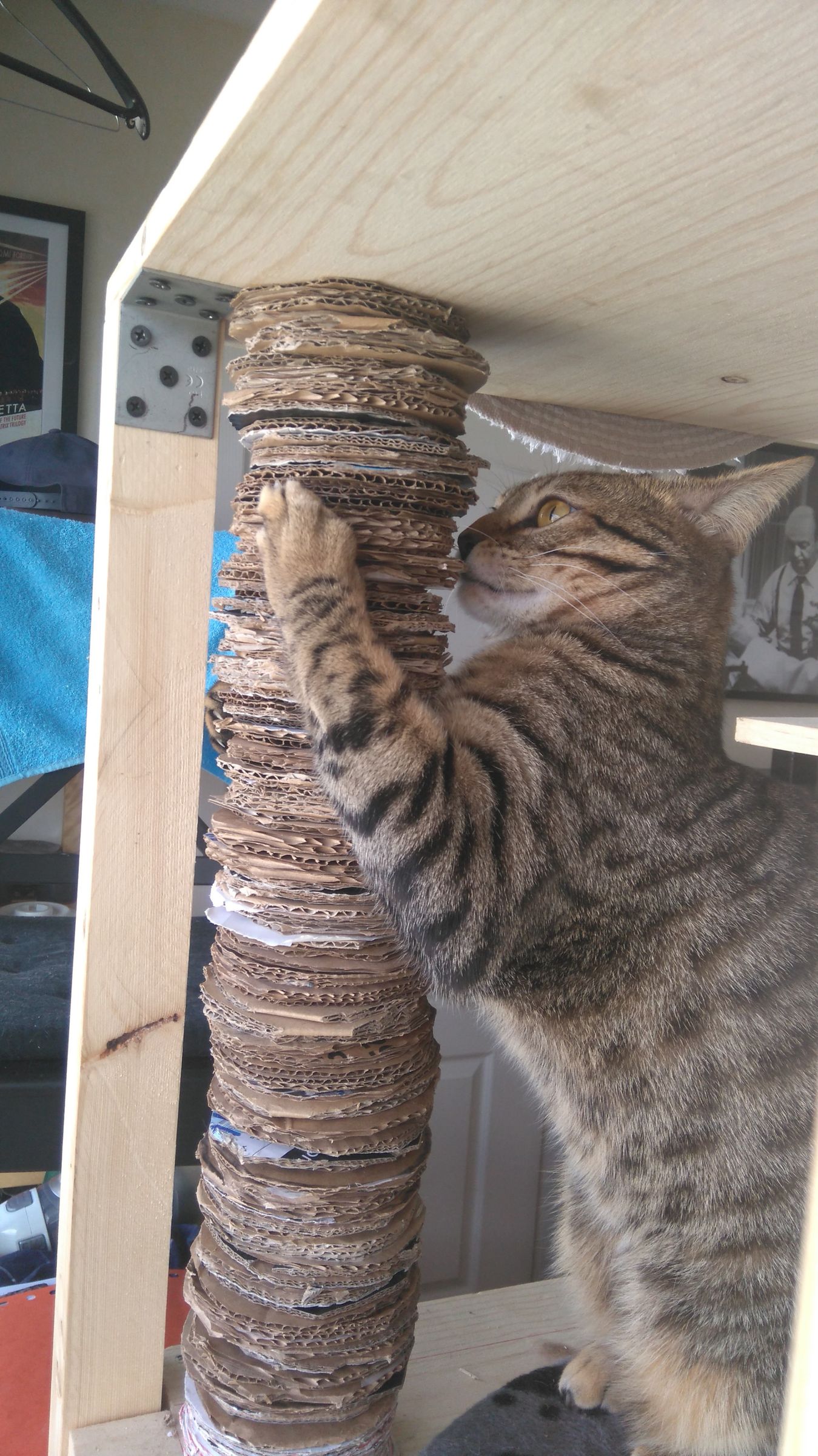 Cardboard Scratching Post : 4 Steps (with Pictures) - Instructables