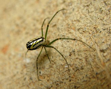 How to Make Spider Silk Thread : 8 Steps (with Pictures) - Instructables