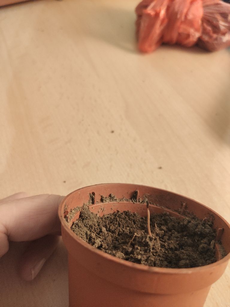 Grow Your Own Giant Sequoia Tree : 6 Steps (with Pictures) - Instructables