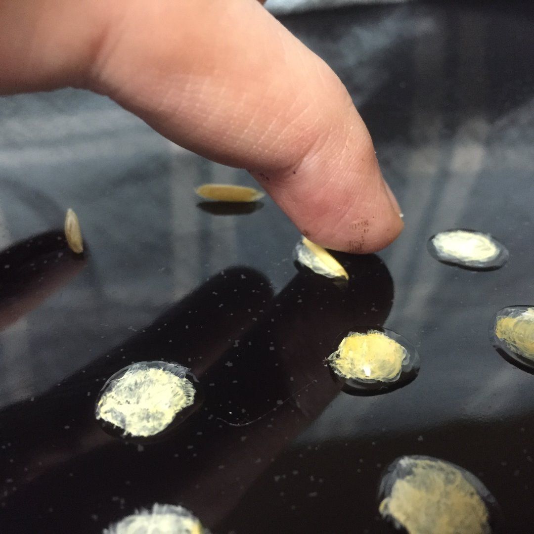 Easy and Realistic DIY Maggots : 6 Steps - Instructables