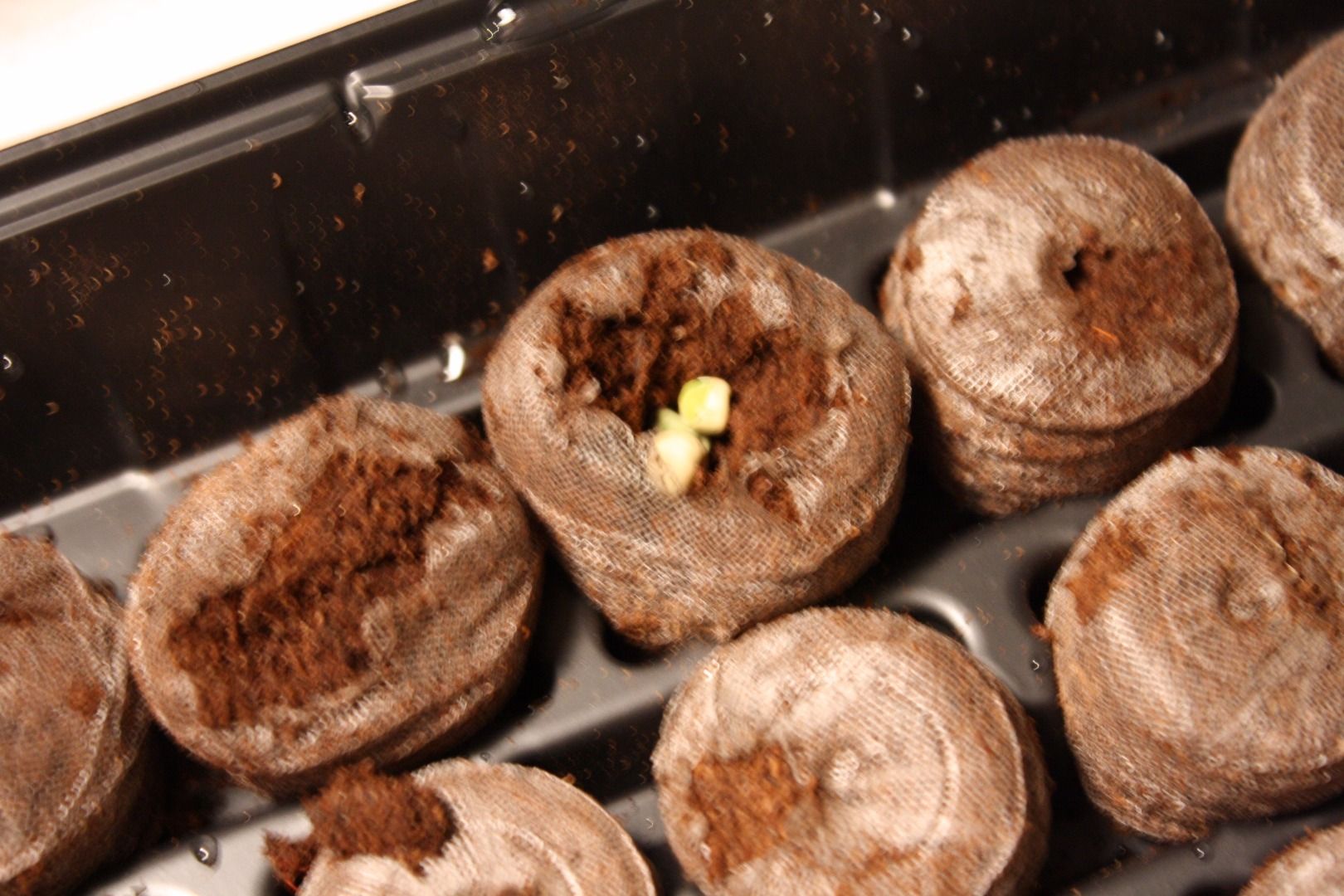 How to Grow Seedlings : 6 Steps - Instructables