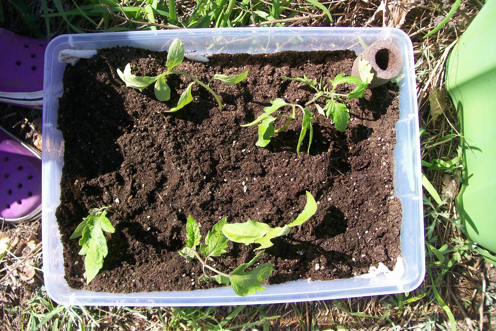 Horizontally Growing Tomatoes