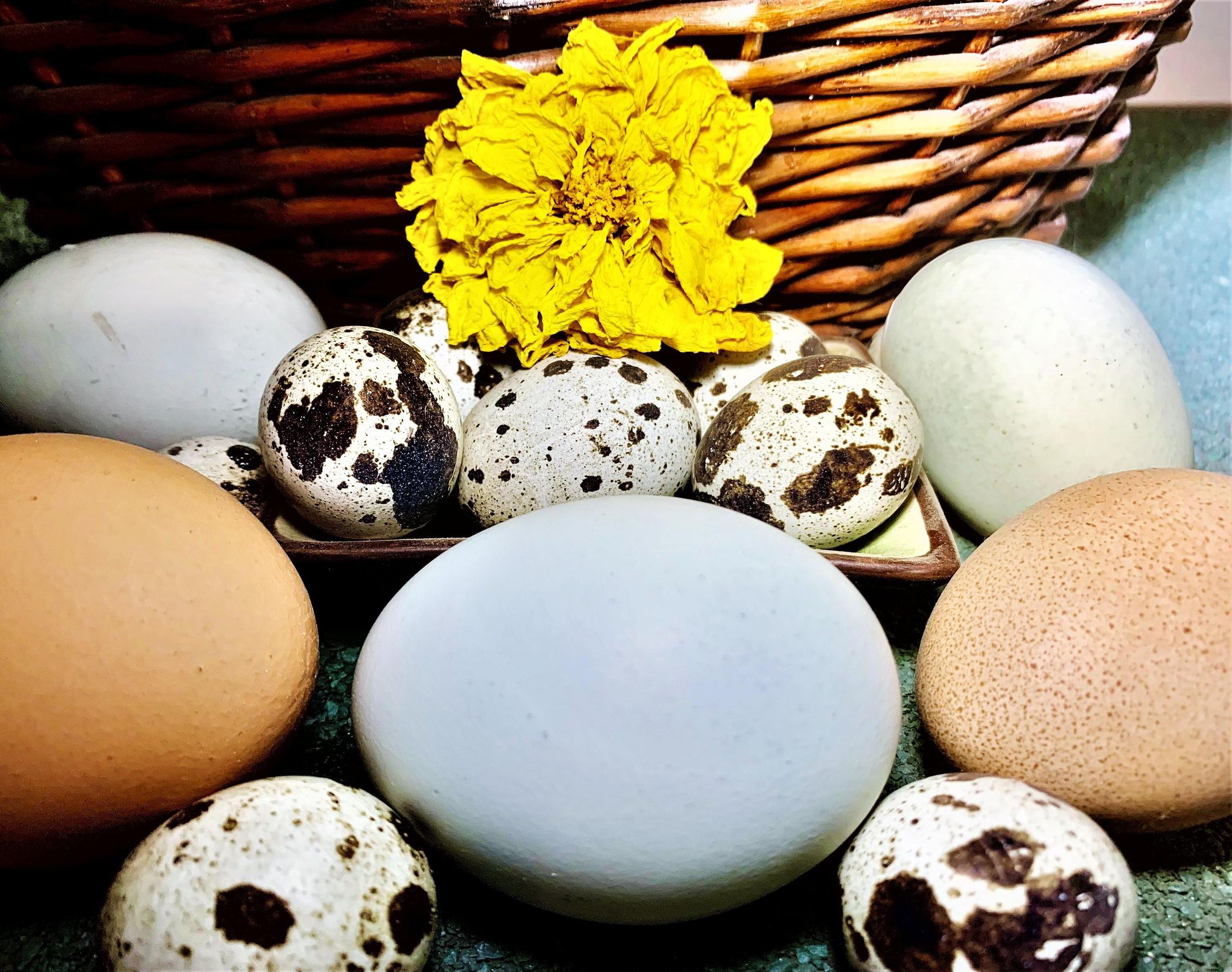 How to Check If Your Eggs Are Fresh : 3 Steps - Instructables