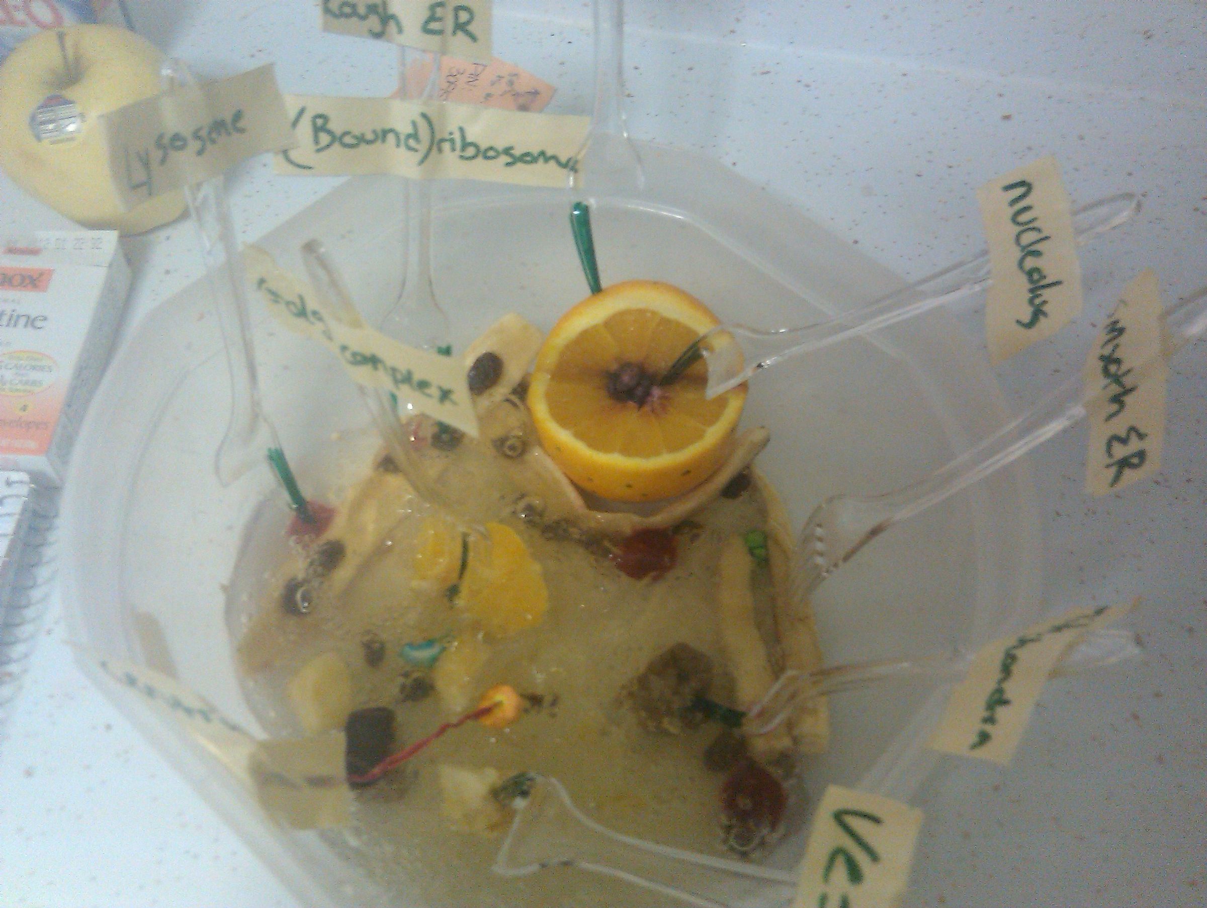 3D Cell Model Project : 6 Steps - Instructables