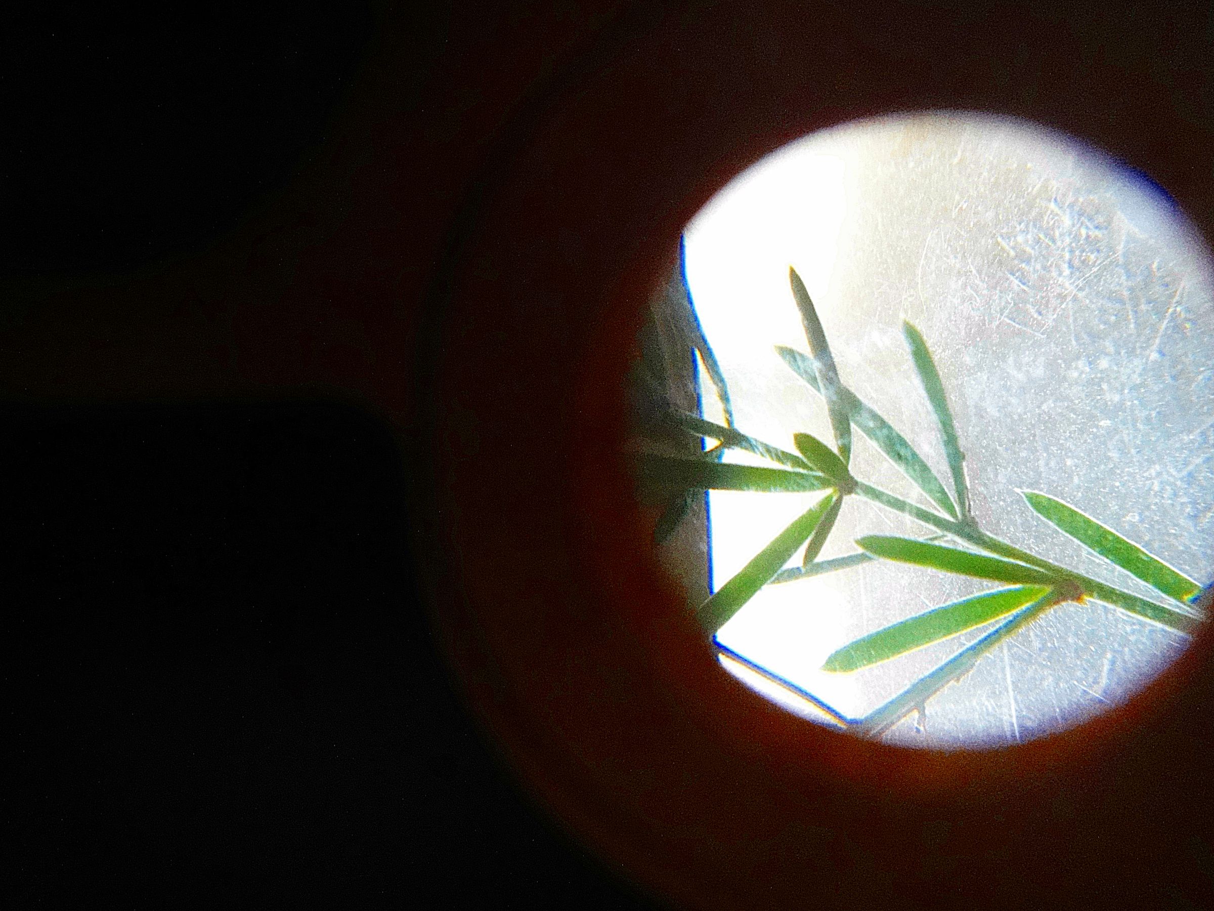 Low-magnification Microscope : 3 Steps (with Pictures) - Instructables