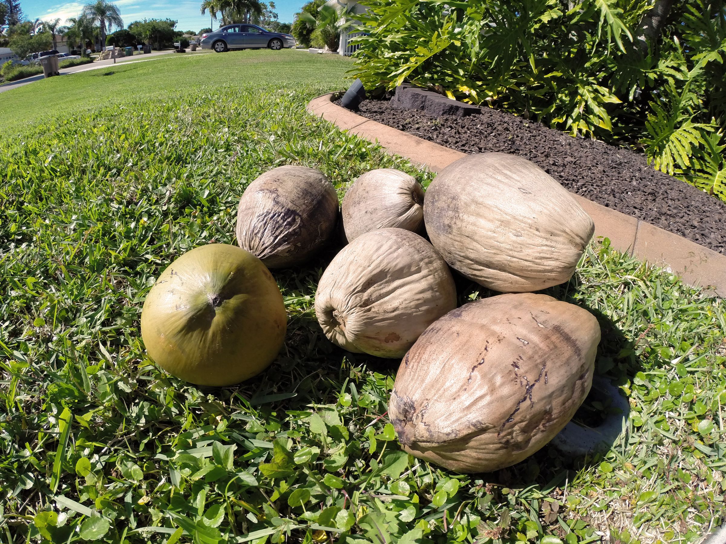 How to Peel a Coconut (with Only a Claw Hammer) : 6 Steps (with ...