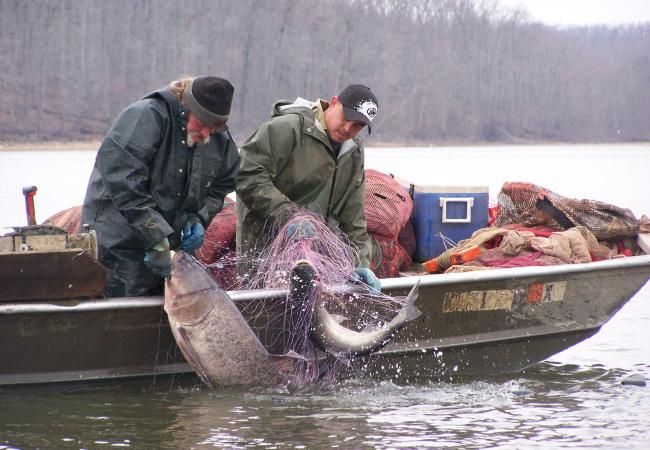 Running a Gill Net to Collect Fish Samples : 11 Steps - Instructables