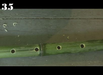 Make 4 Easy Bamboo Flutes for Free! : 7 Steps (with Pictures ...