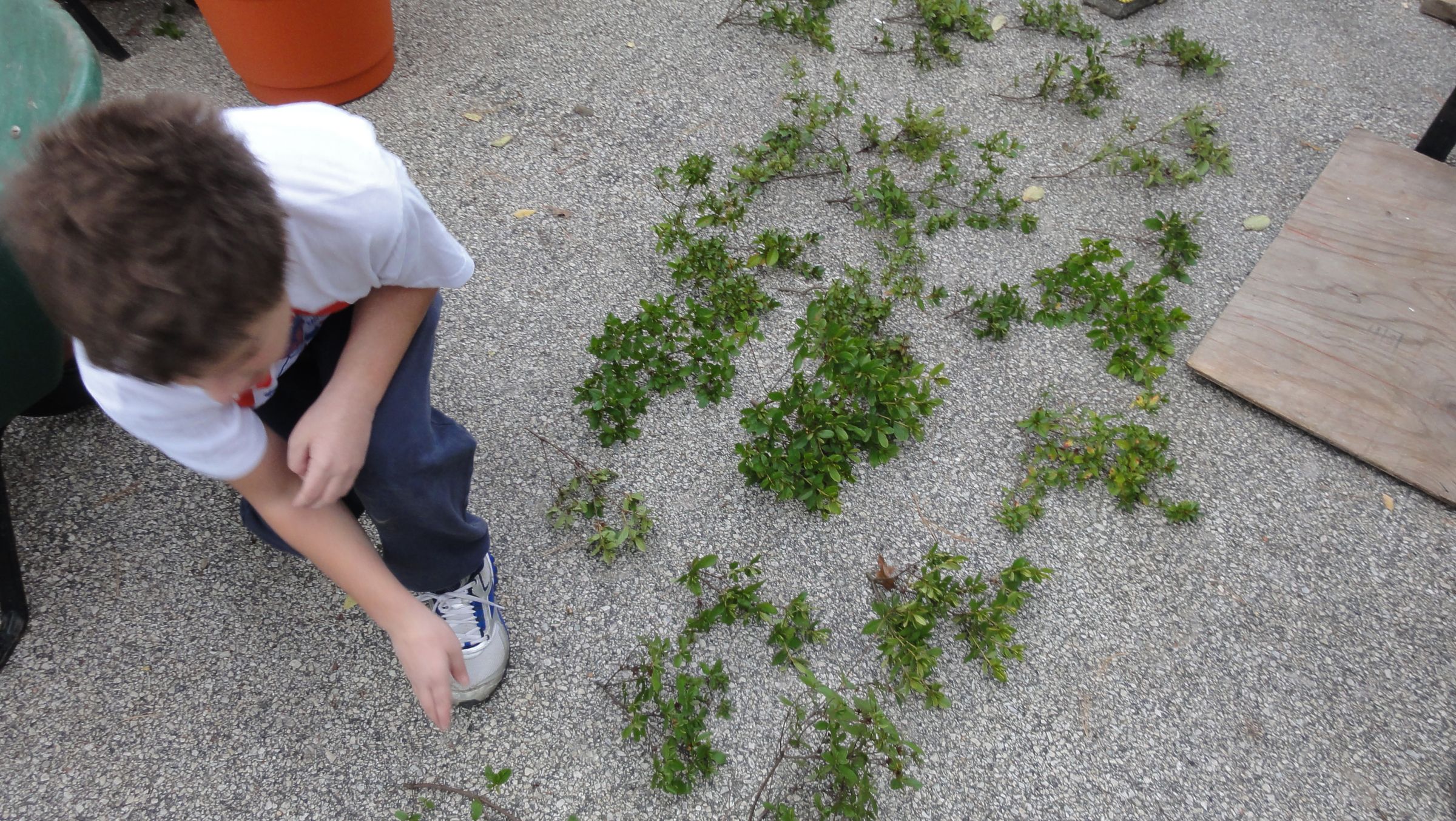 Shrub (Bush, Plant) Costume : 3 Steps (with Pictures) - Instructables