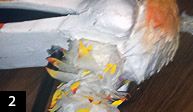Creating a Broadway-themed ZAZU Puppet : 12 Steps (with Pictures ...