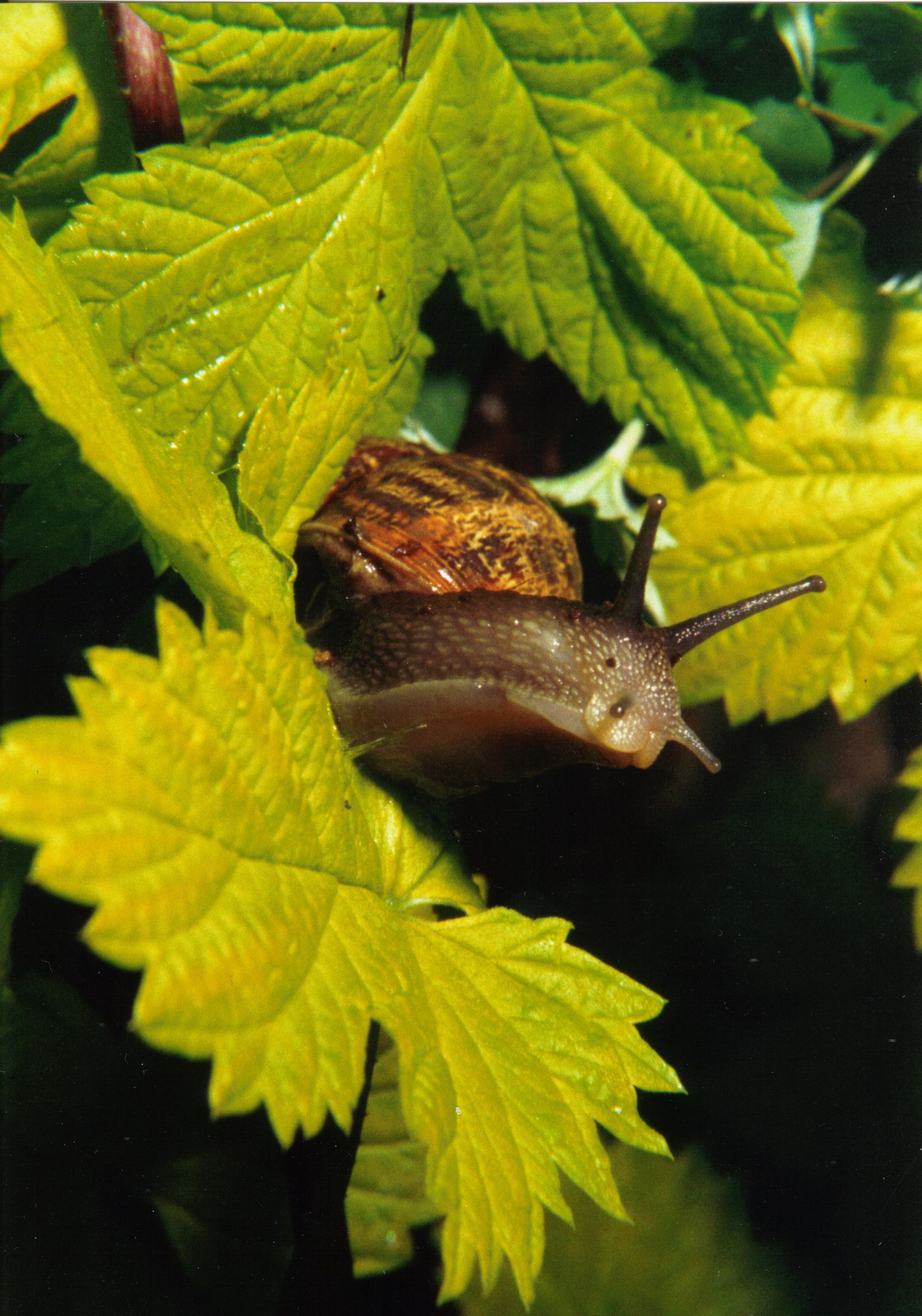 Slug Trap From Recycled Water Bottles : 5 Steps (with Pictures ...