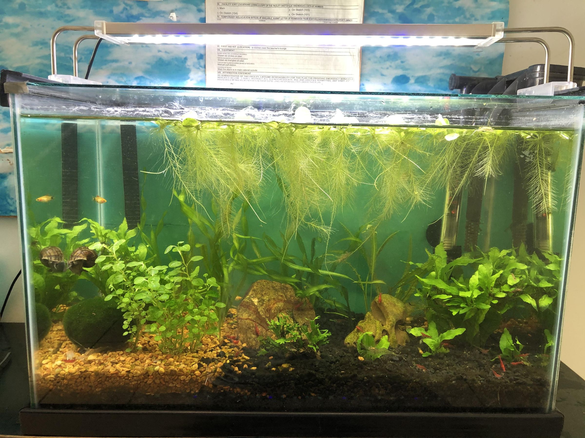 Low Maintenance Planted Aquarium : 7 Steps (with Pictures) - Instructables