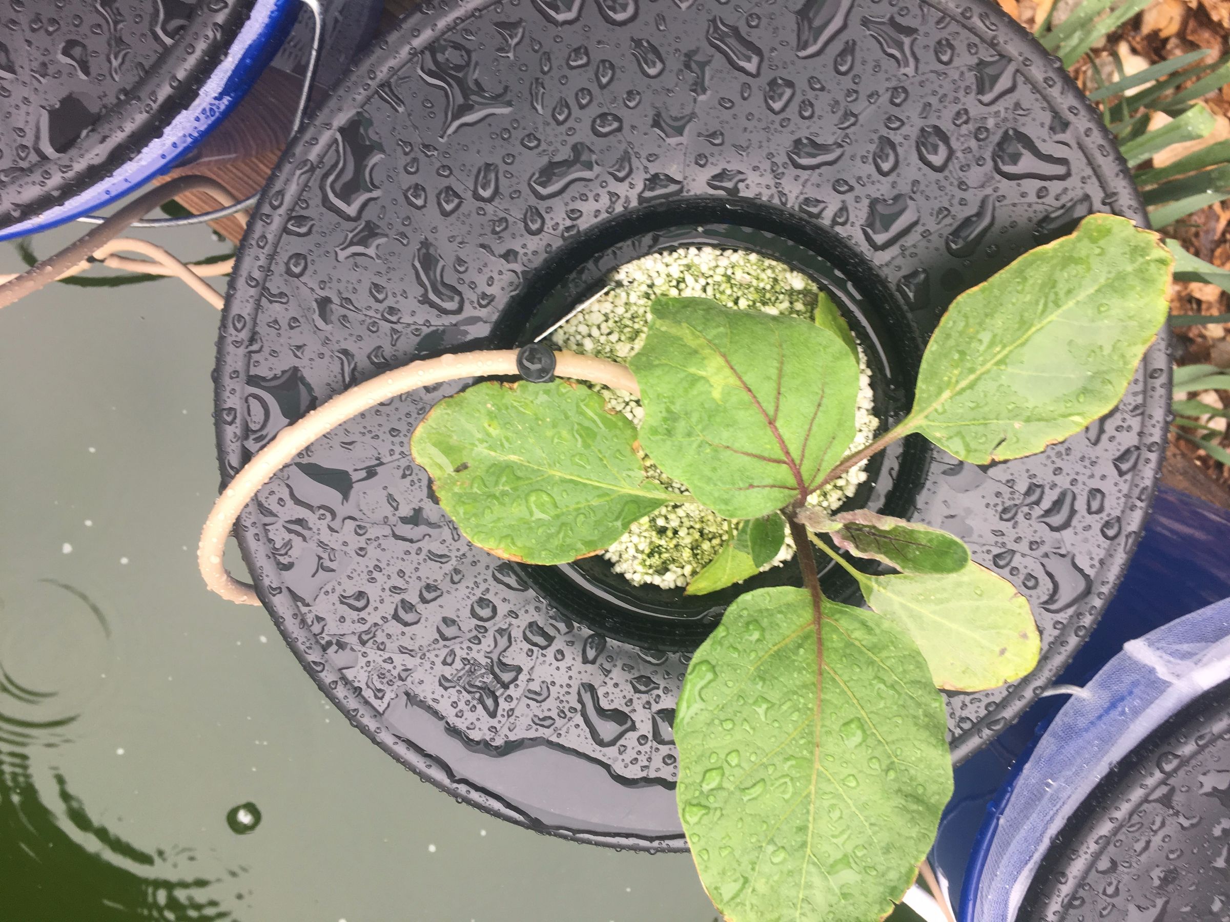 Hydroponics & Aquaponics Koi Pond : 5 Steps - Instructables