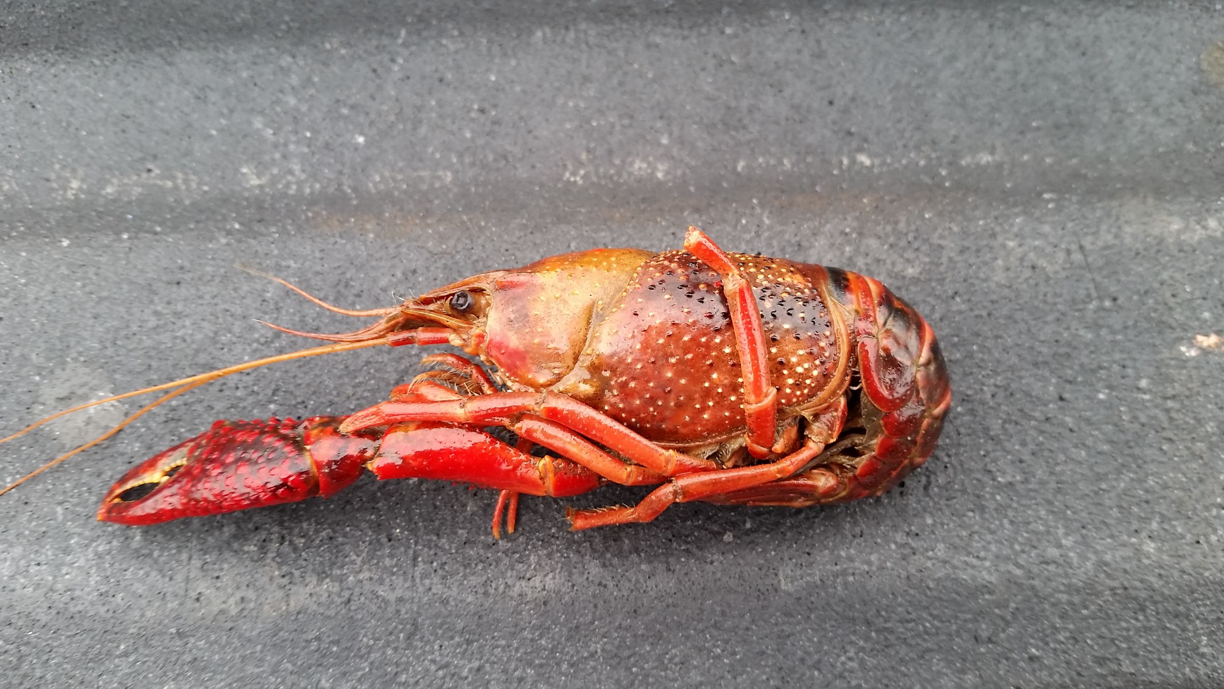How to Peel Crawfish : 3 Steps (with Pictures) - Instructables