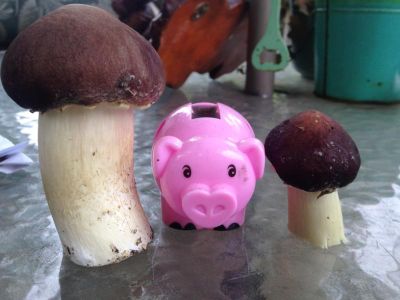 Recycle Paper Into Edible Gourmet Mushrooms : 8 Steps - Instructables
