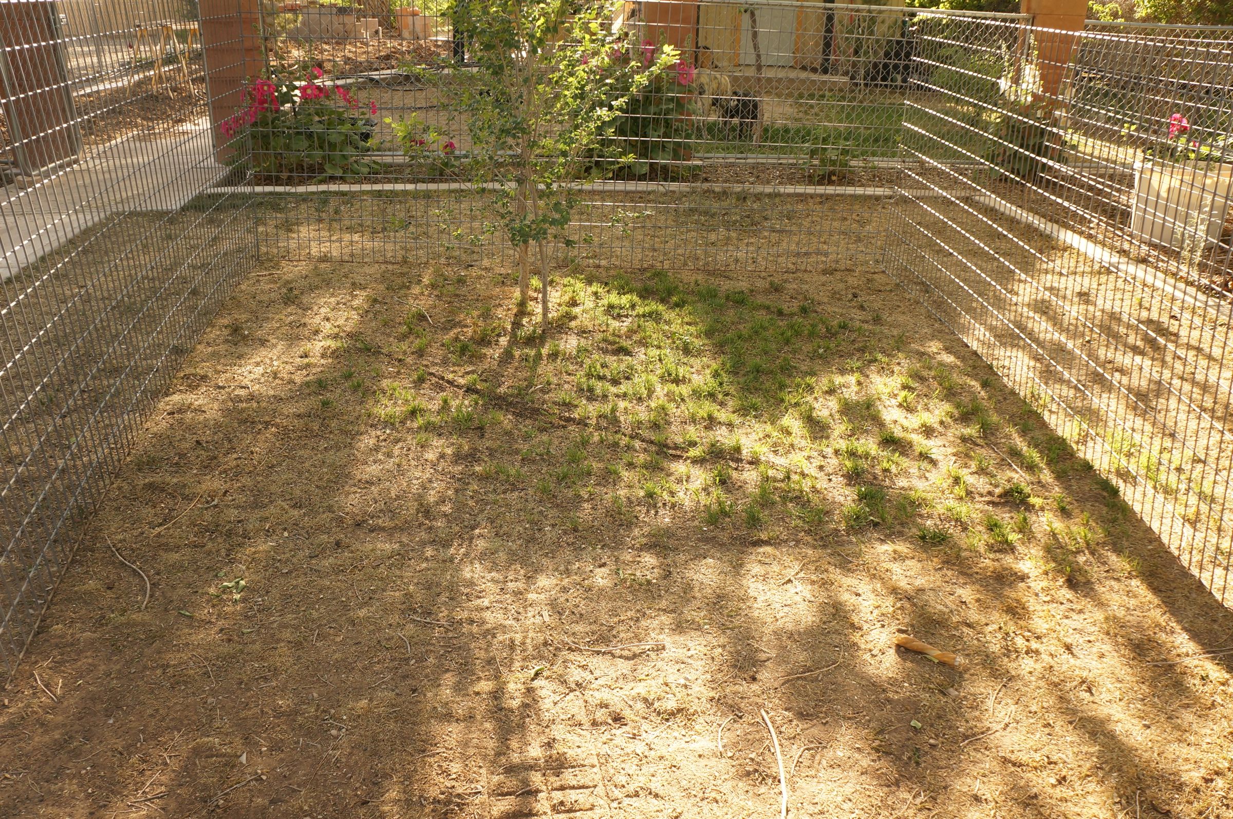 Cheap Easy Dog Run to Build : 6 Steps - Instructables