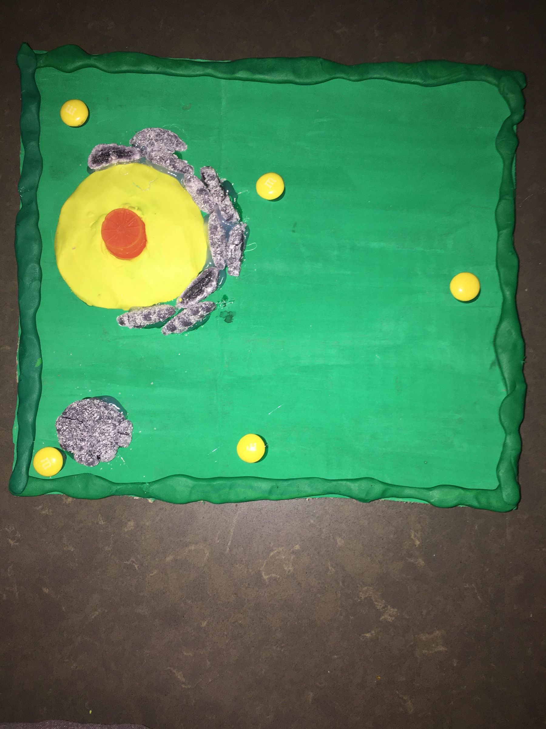 Plant Cell Clay Model Labeled