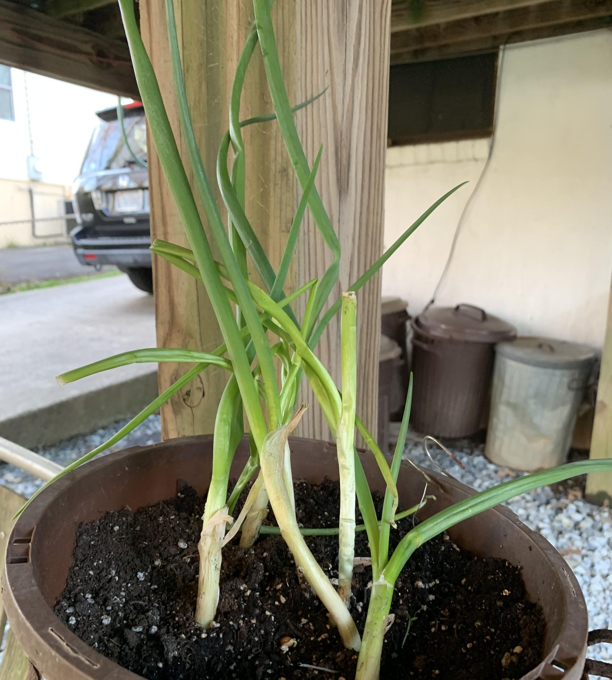 Easily Grow Spring Onions : 8 Steps - Instructables