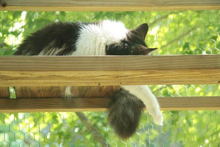 Build an All Season Outdoor Cat Habitat : 16 Steps (with Pictures ...
