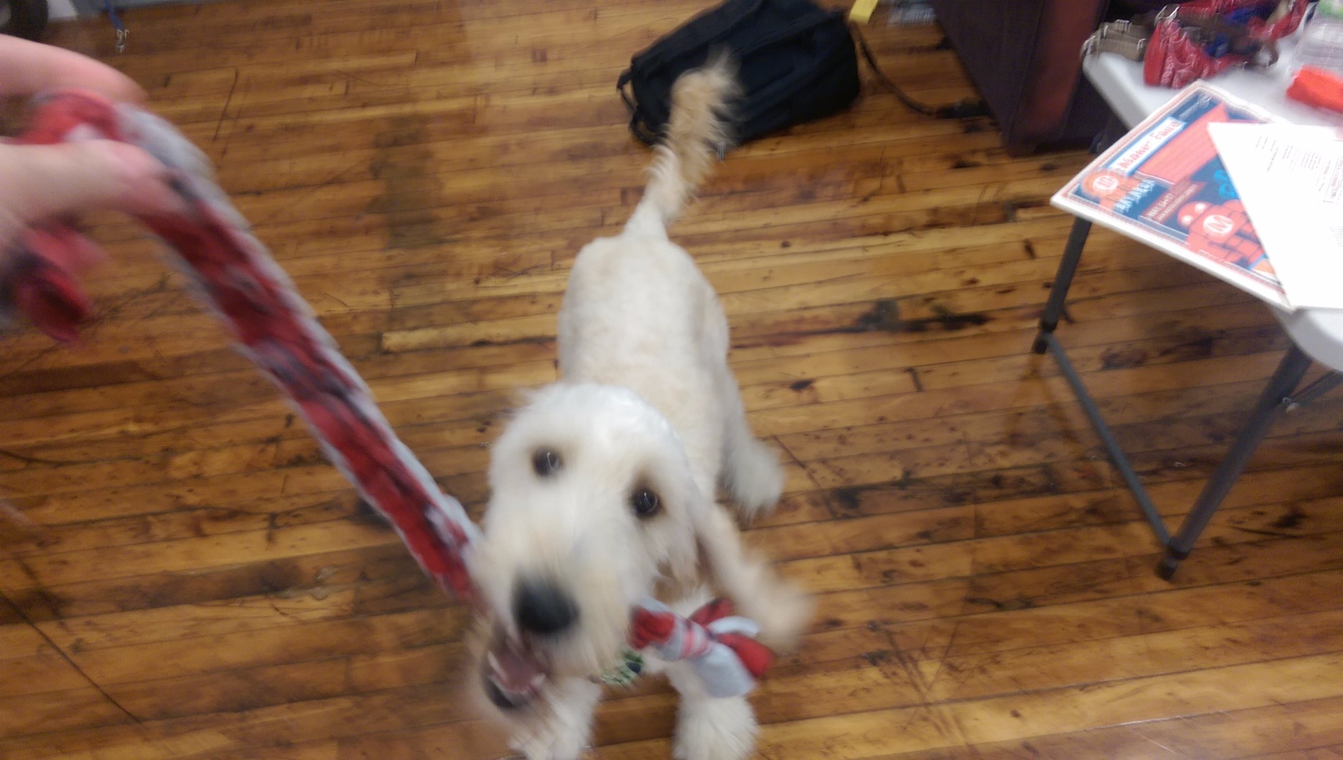 Boondoggle Dog Tug : 12 Steps (with Pictures) - Instructables