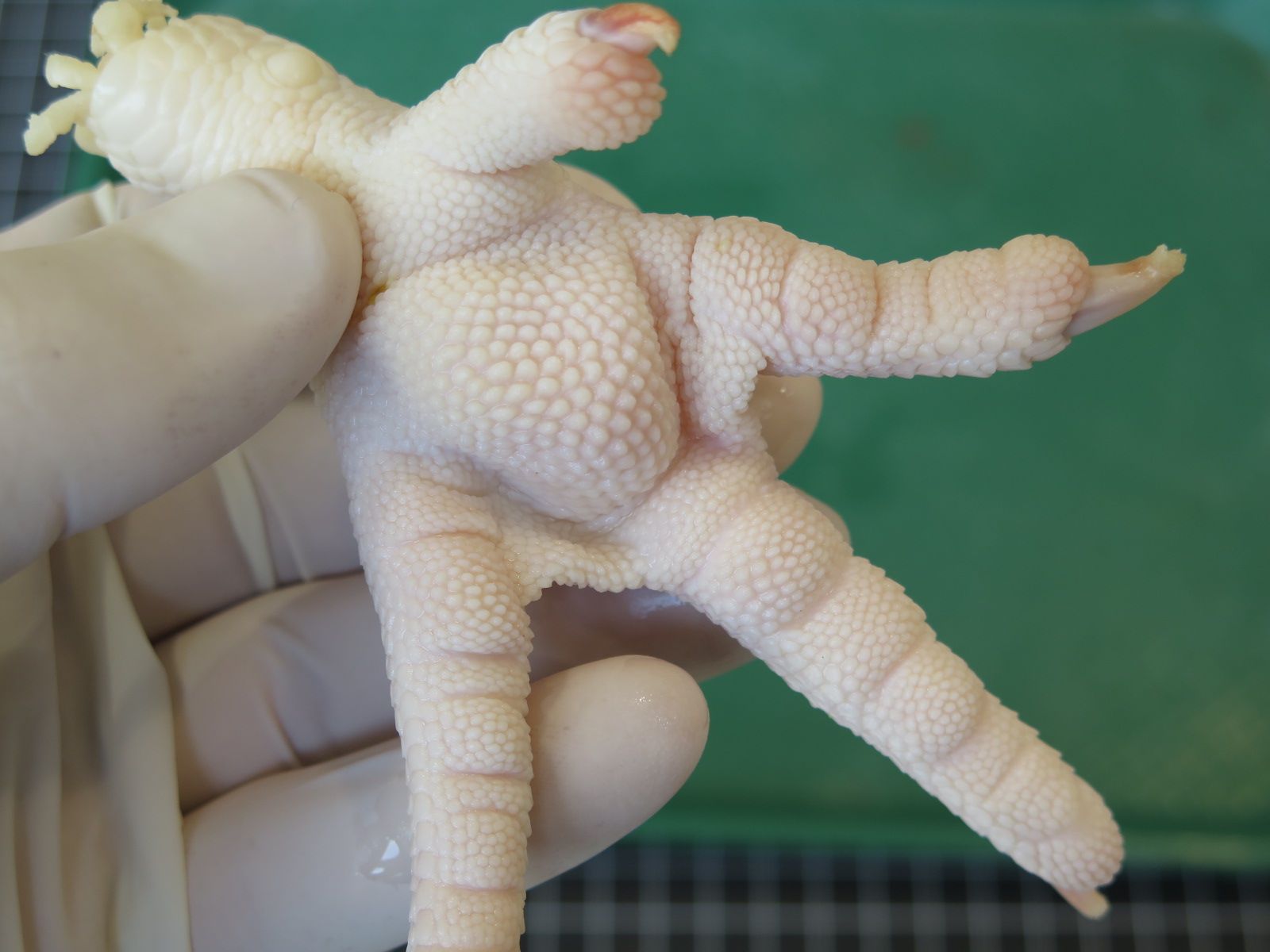 Chicken Foot Dissection : 7 Steps - Instructables