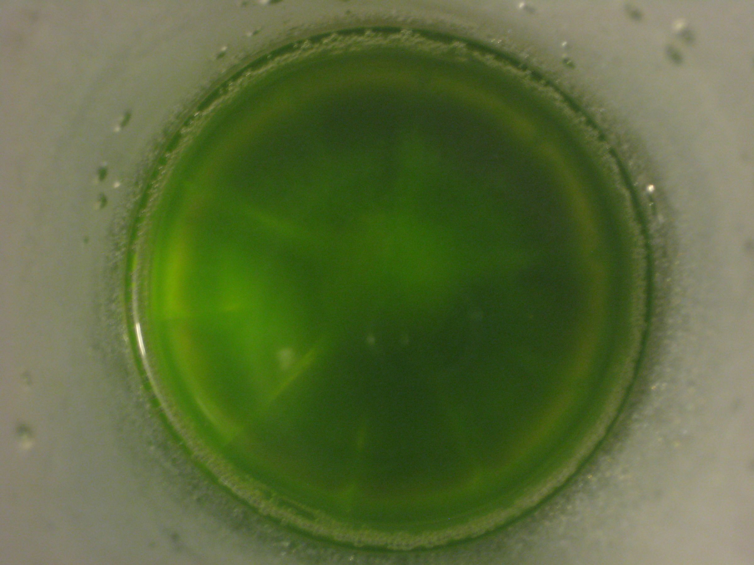 The Algae Experiment: How to Build Your Own Algae Photo-bioreactor ...