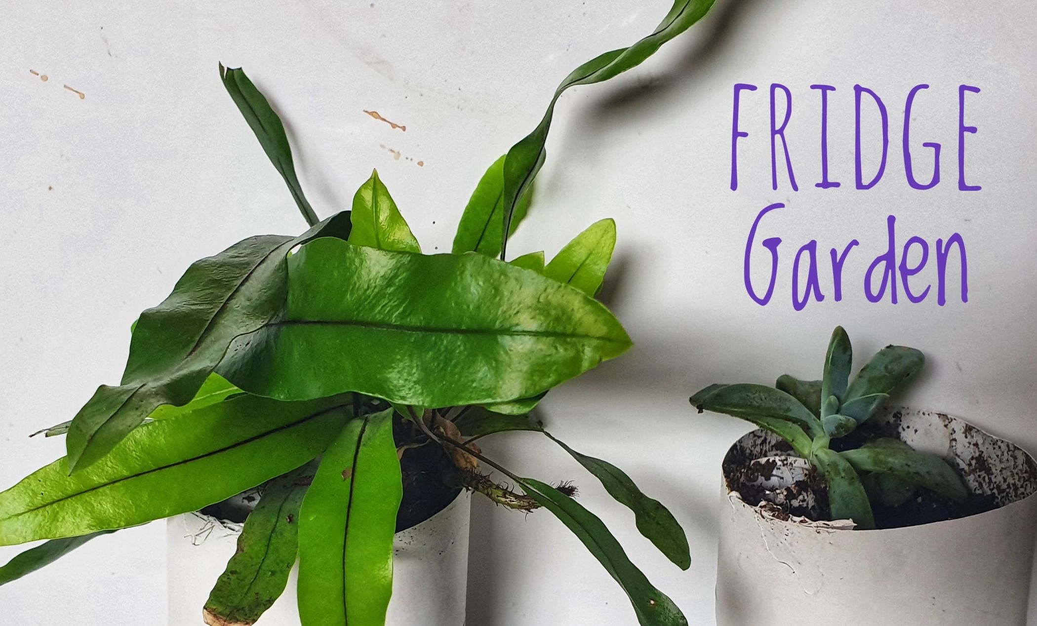 Self Watering Fridge Garden : 6 Steps - Instructables