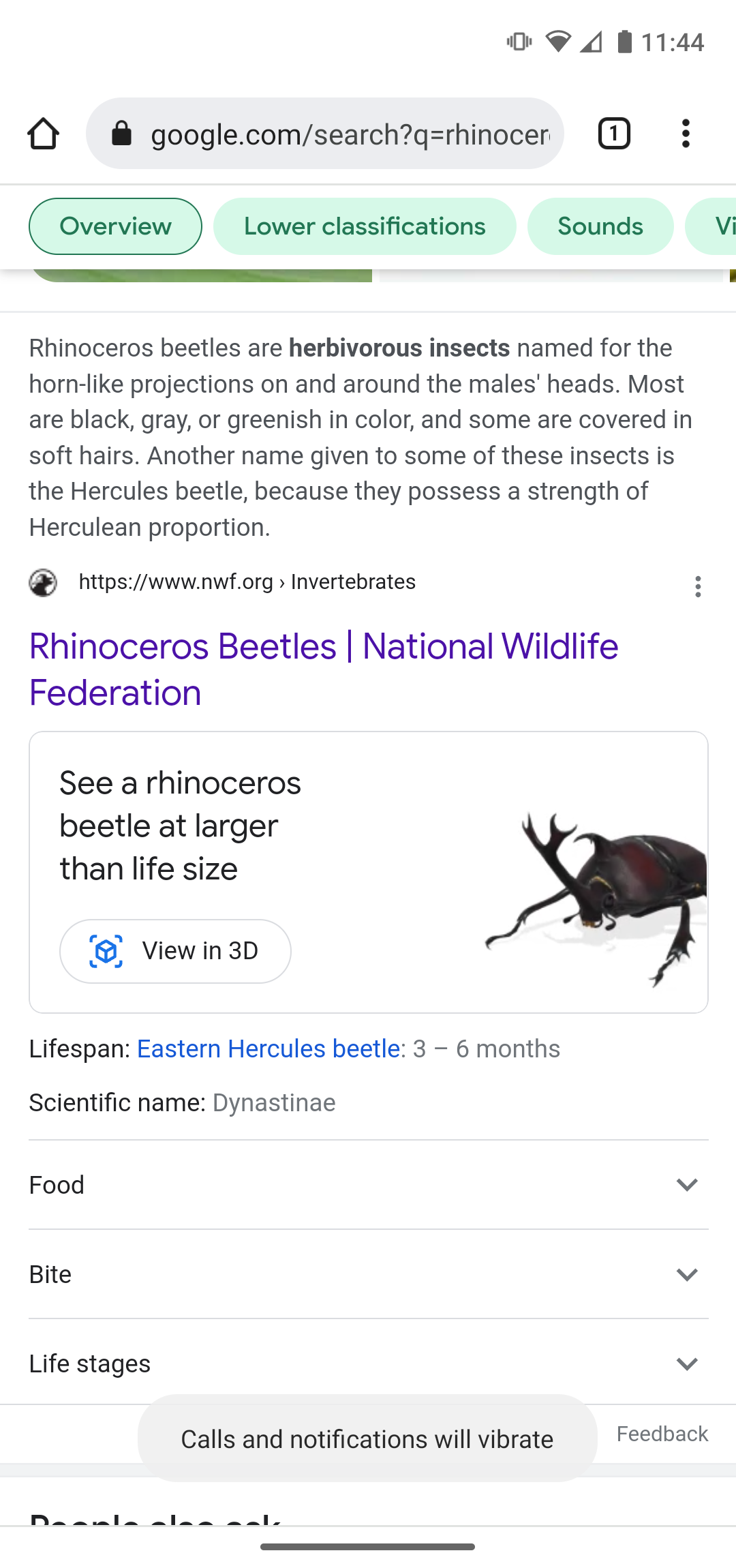 Kirigami Insects: Rhinoceros Beetle and Stag Beetle : 7 Steps (with ...