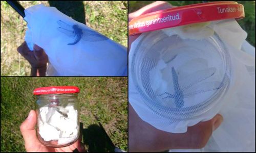 Insect Collection Case and Introduction to Entomology : 8 Steps (with ...